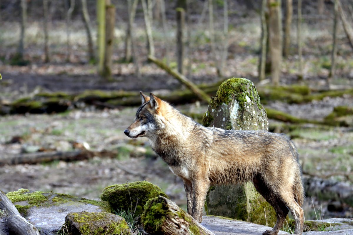 Wolf Side View Photos, Download The BEST Free Wolf Side View Stock ...