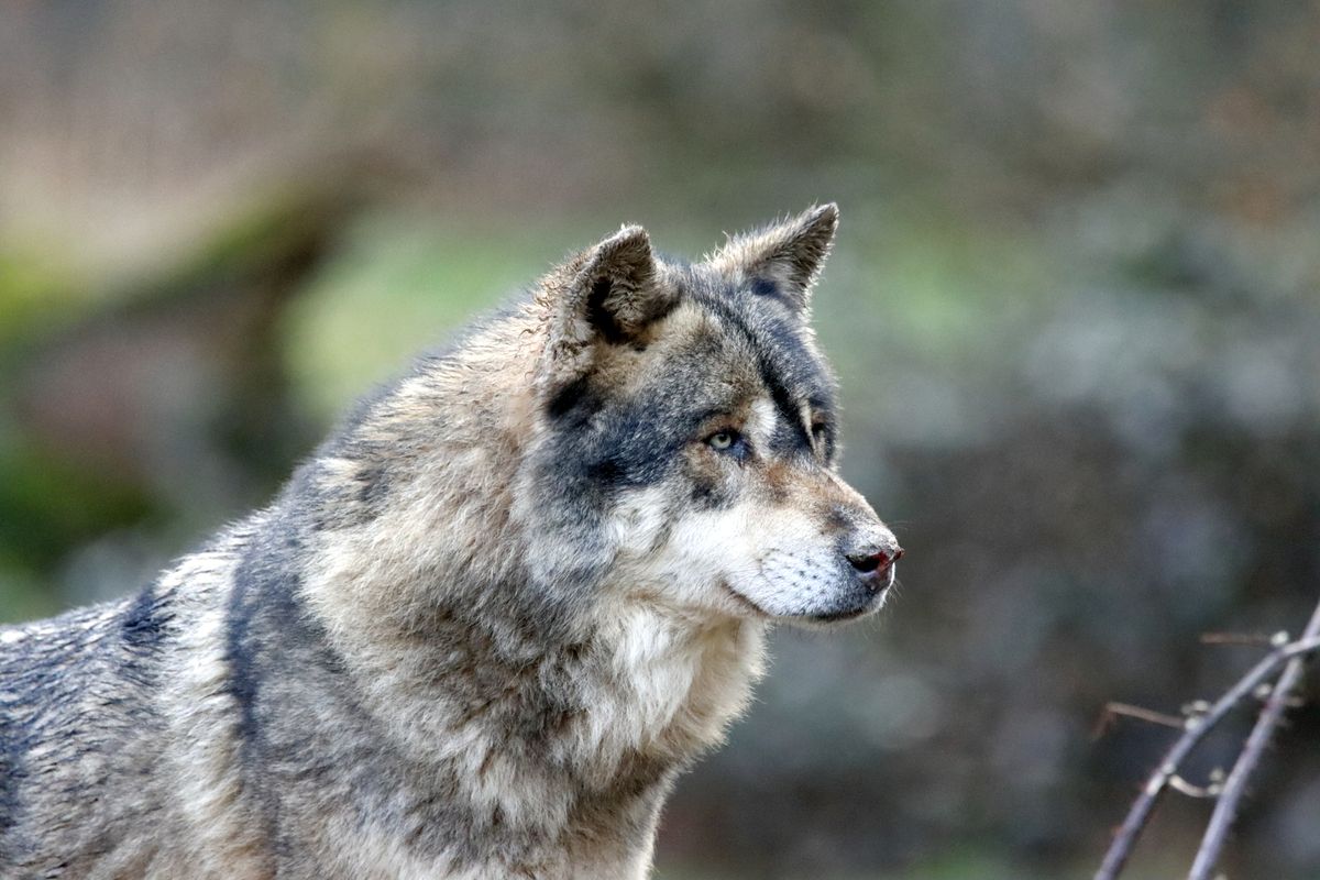 Wolf Profile Photos, Download The BEST Free Wolf Profile Stock Photos ...