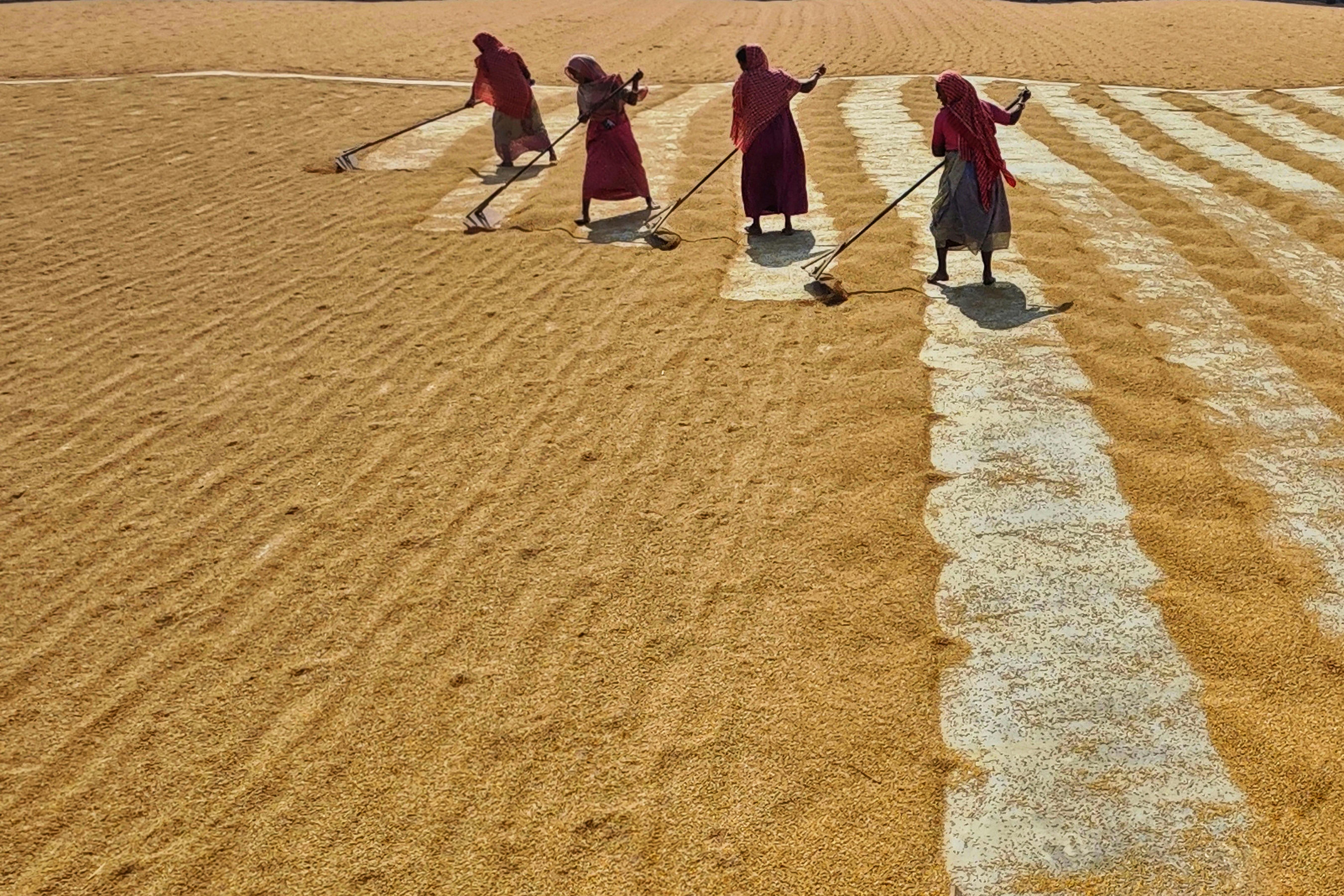 People Spreading Out Rice to Dry with Rakes · Free Stock Photo