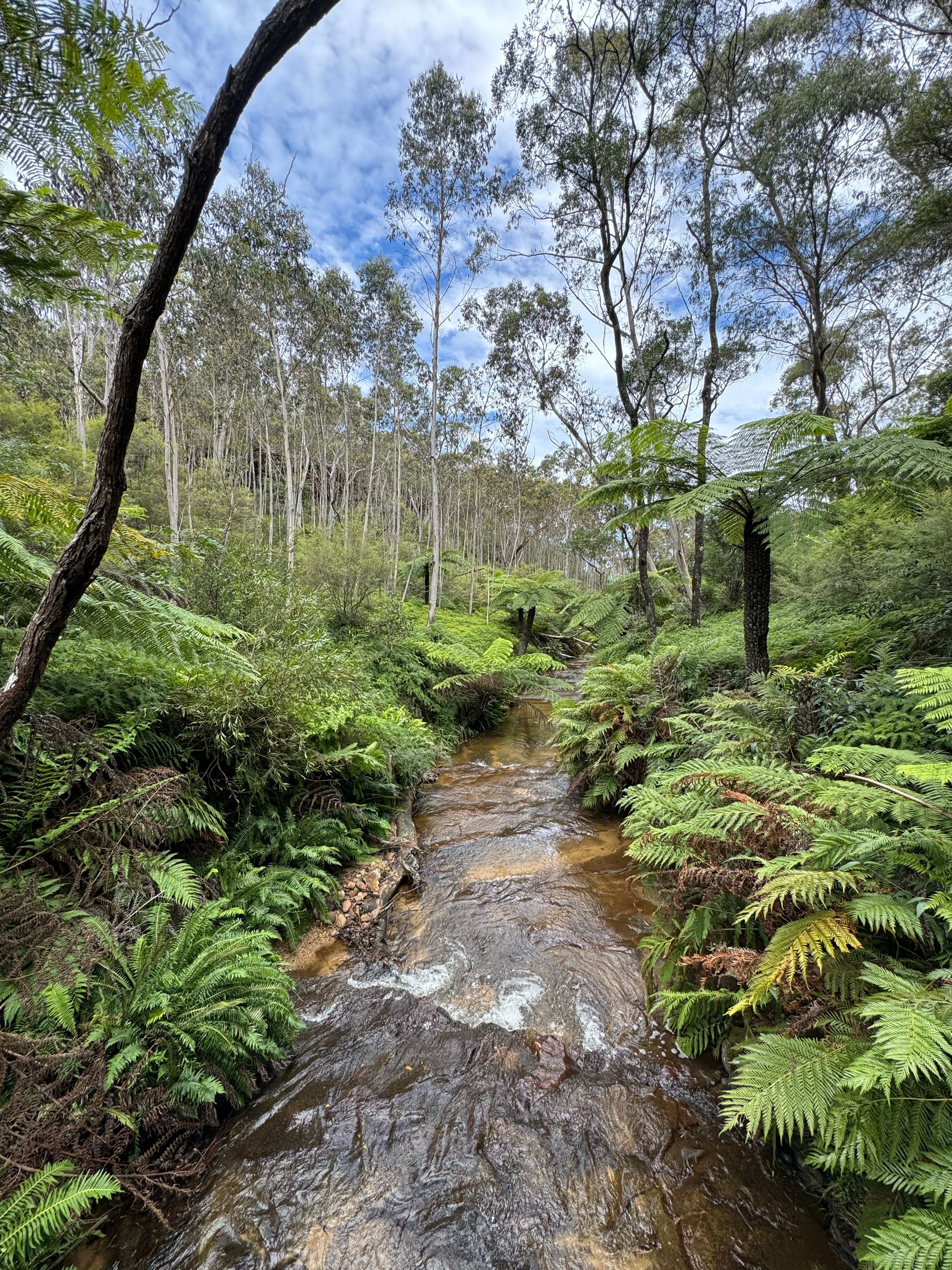 A stream running through a forest with ferns and trees · Free Stock Photo