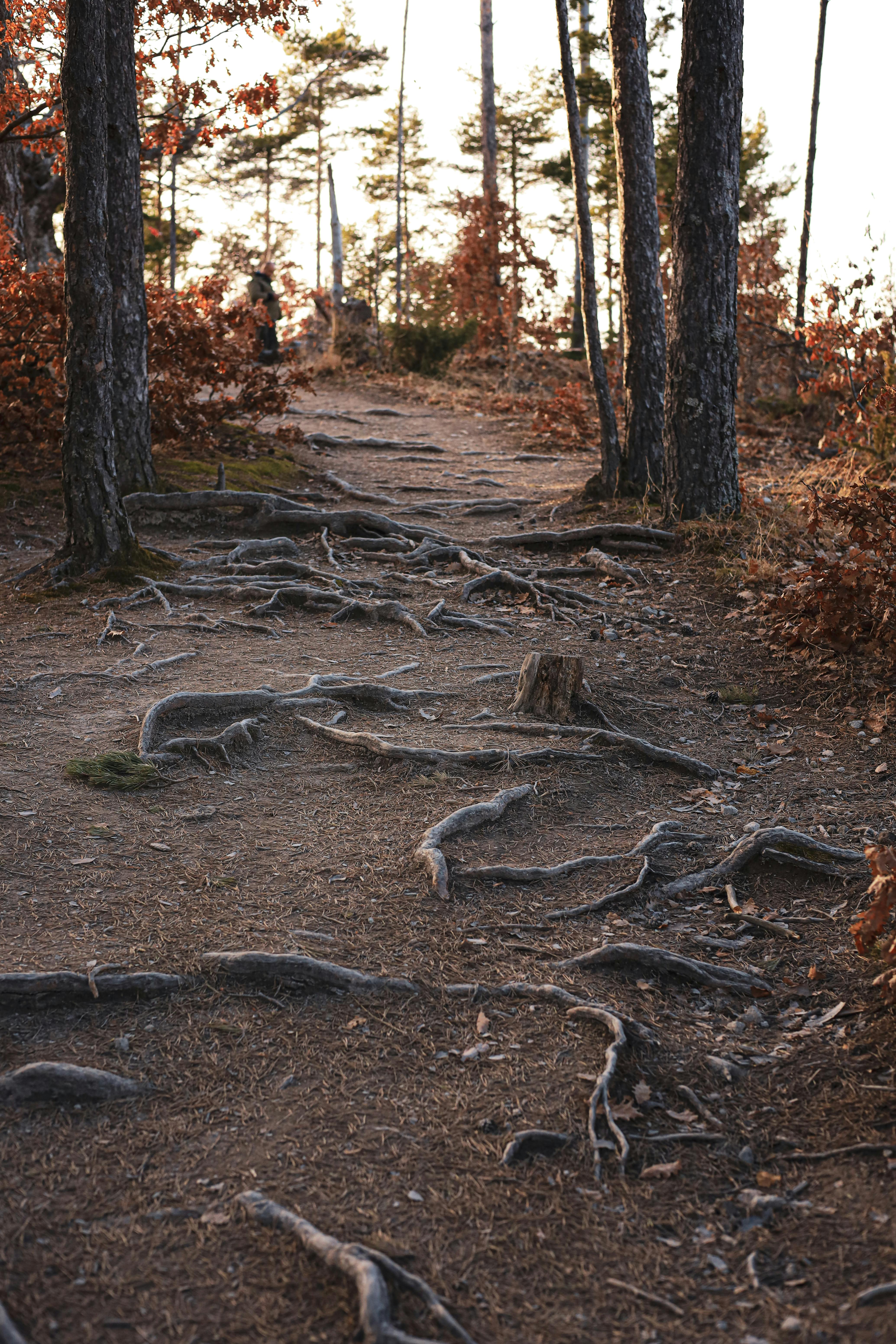 Photo of Pathway Surrounded by Trees · Free Stock Photo