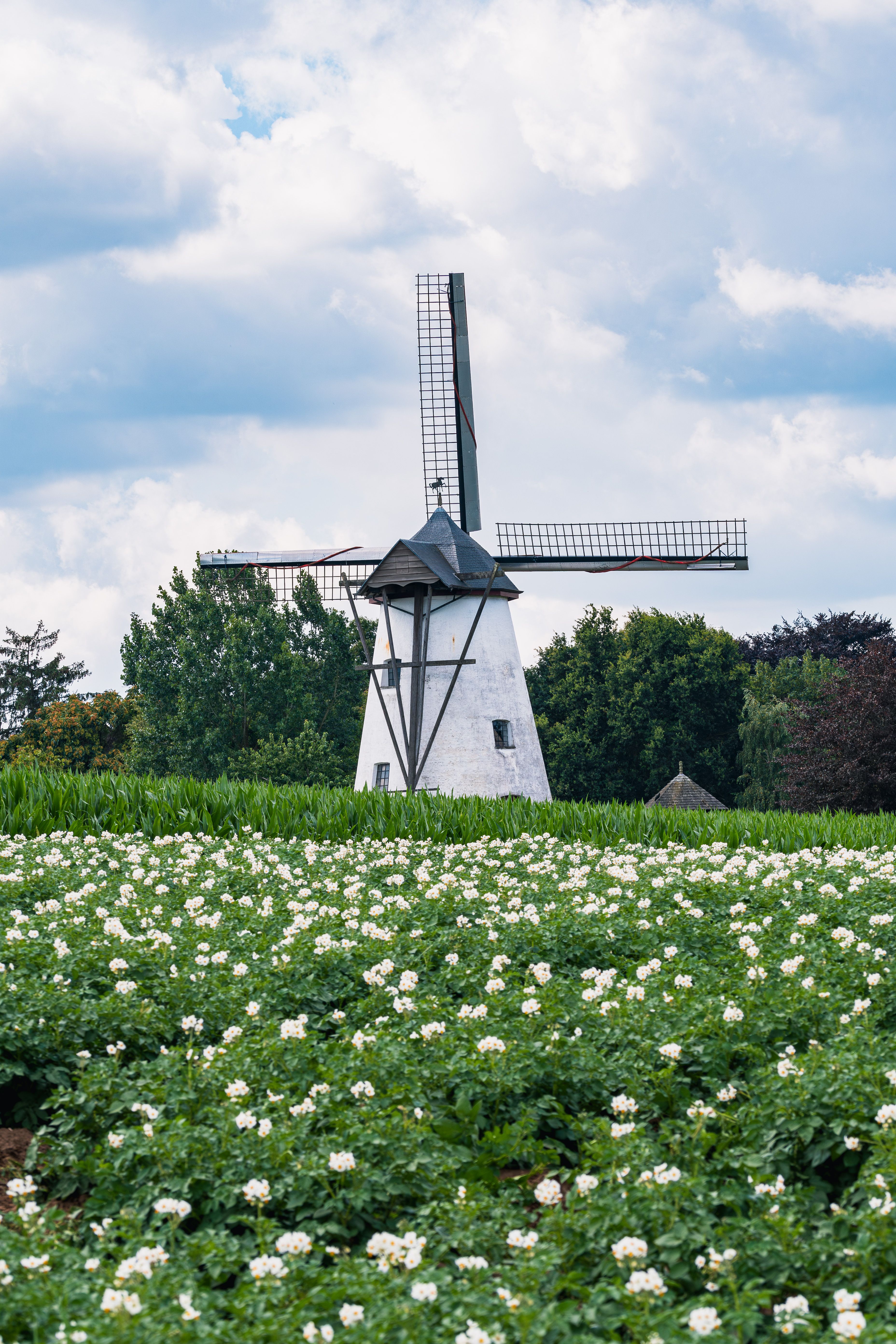 Picturesque Windmill in English Countryside · Free Stock Photo