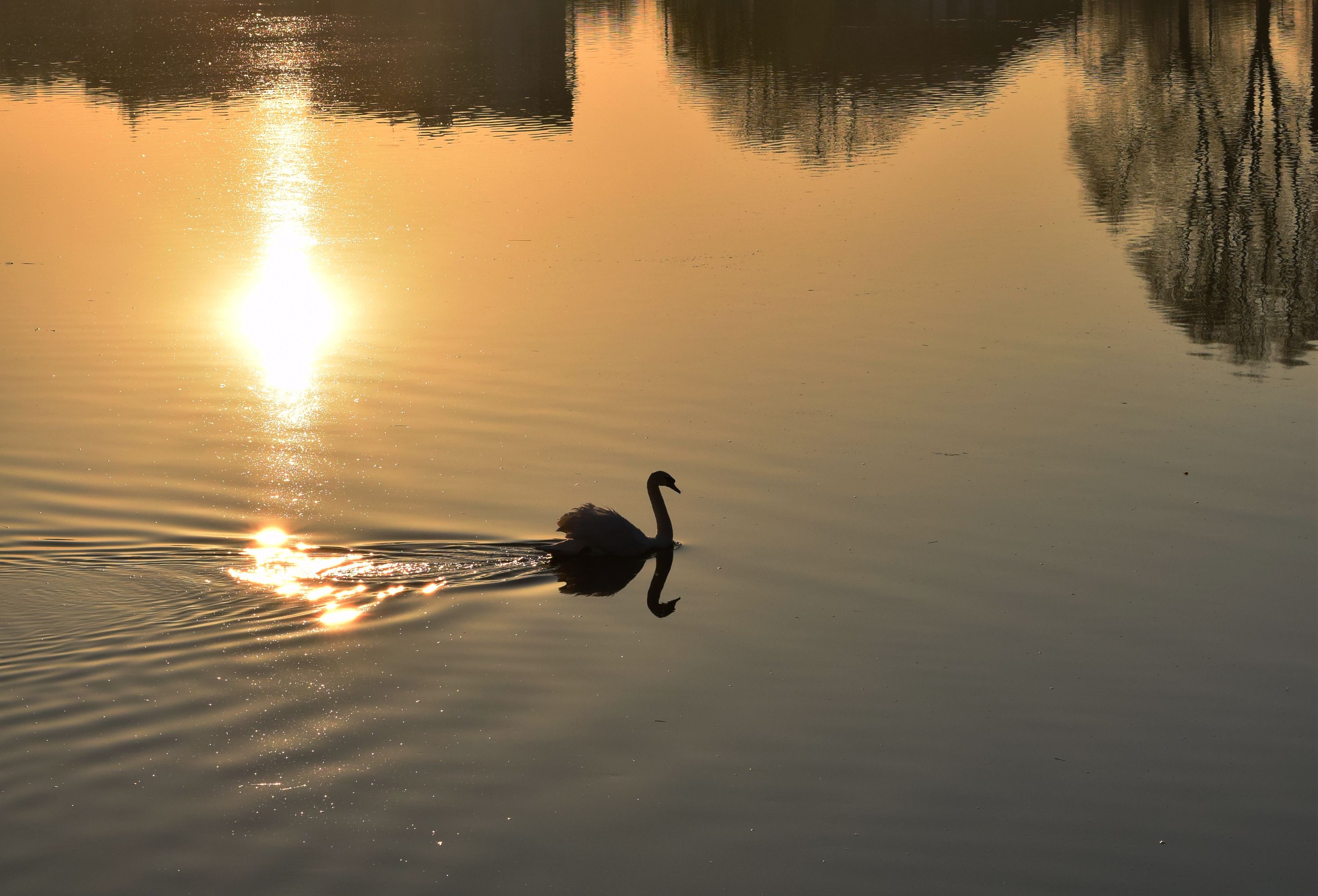 Swam Swimming at Dawn · Free Stock Photo