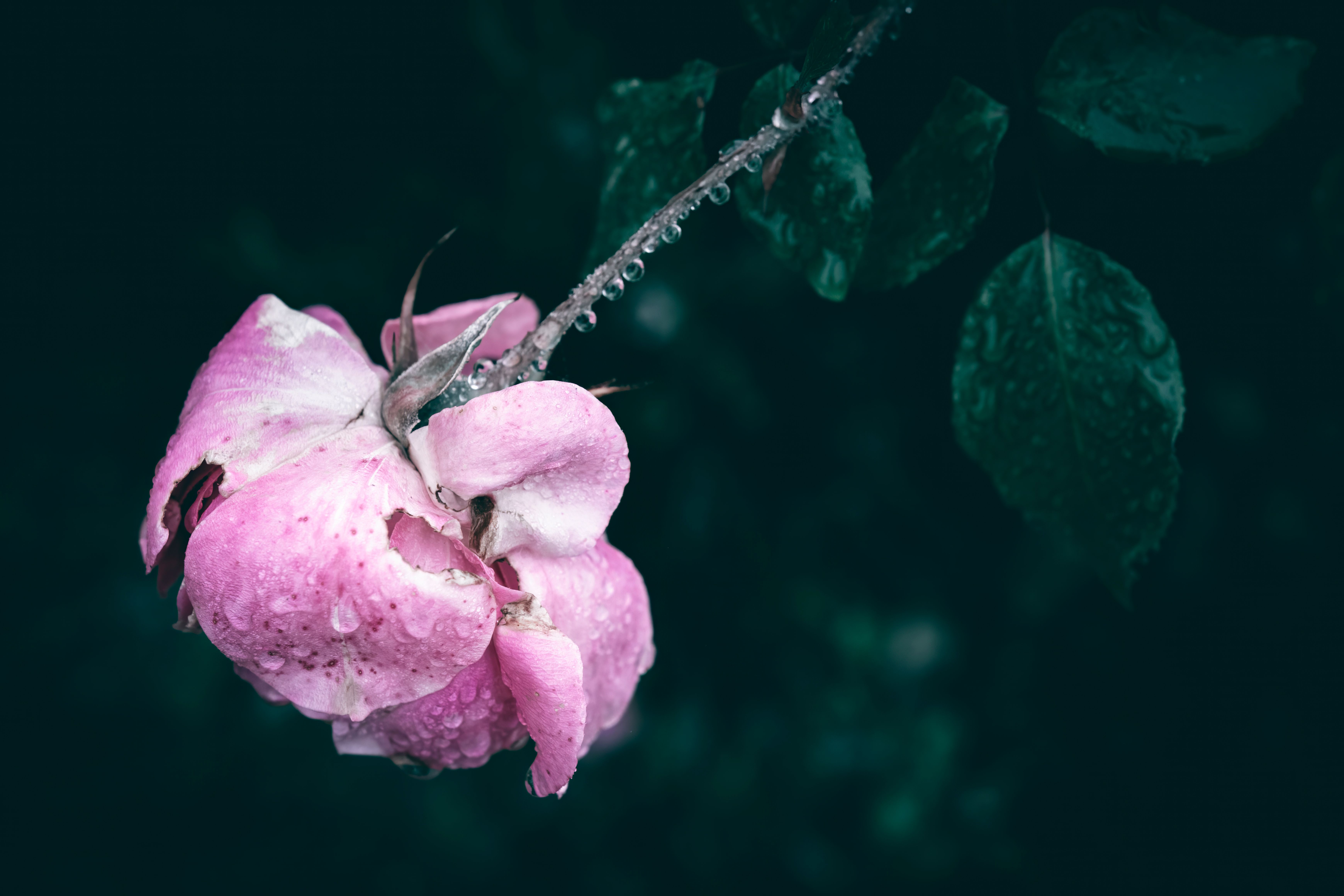 Pink Roses With Dark Background Photos, Download The BEST Free Pink ...