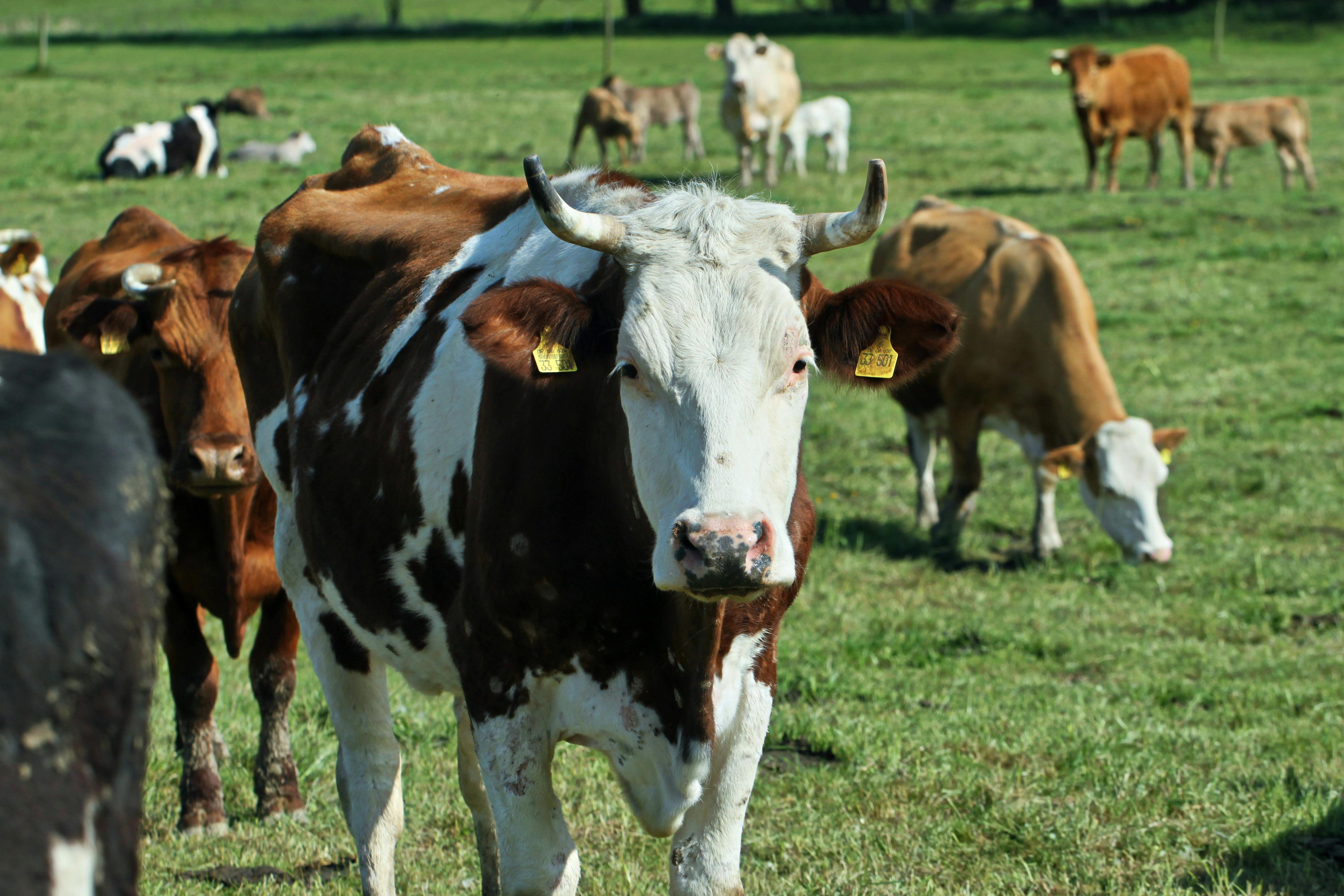 Brown Cow · Free Stock Photo