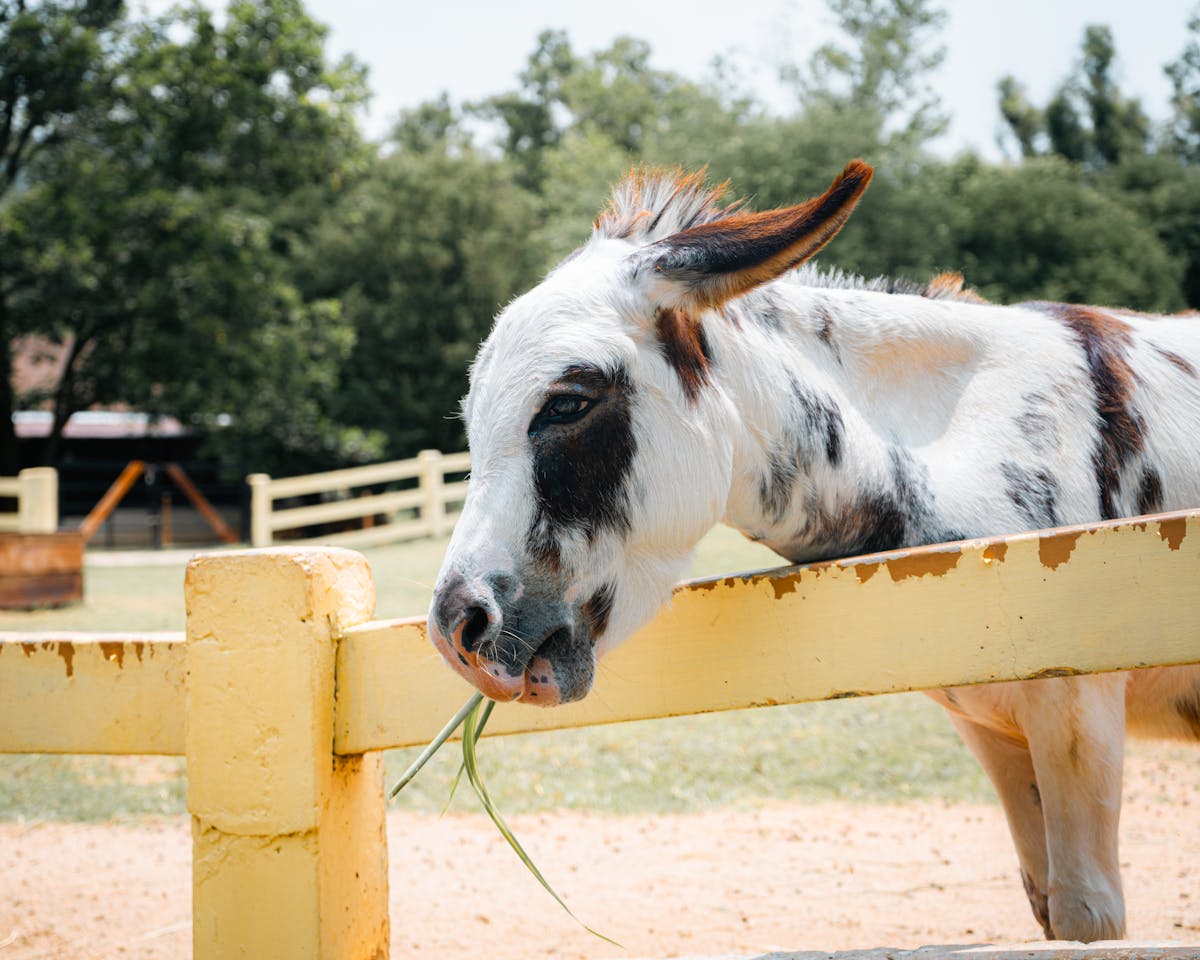 Donkey Without Tail Photos, Download The BEST Free Donkey Without Tail ...