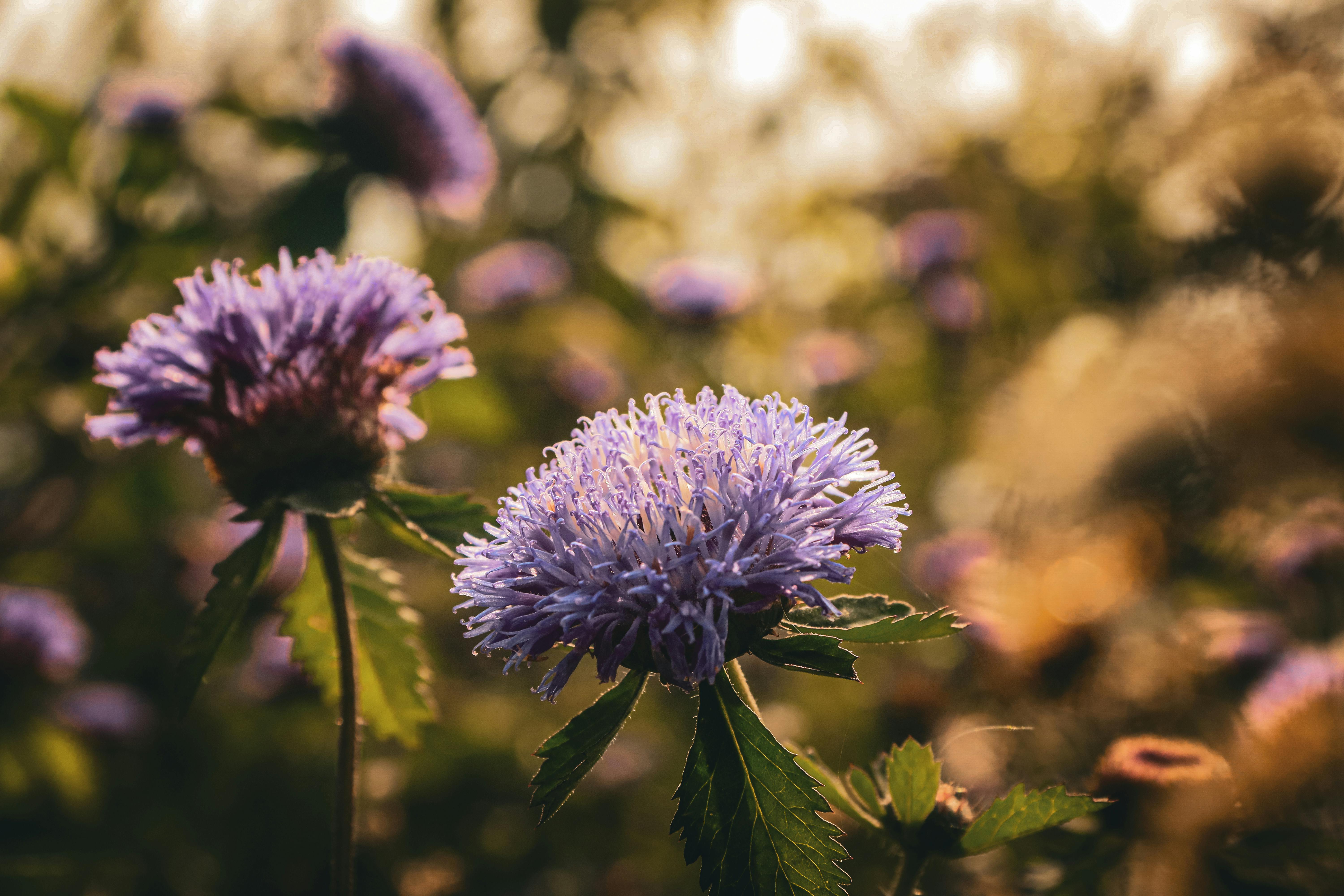 Lesandu Alokabandara - Photography