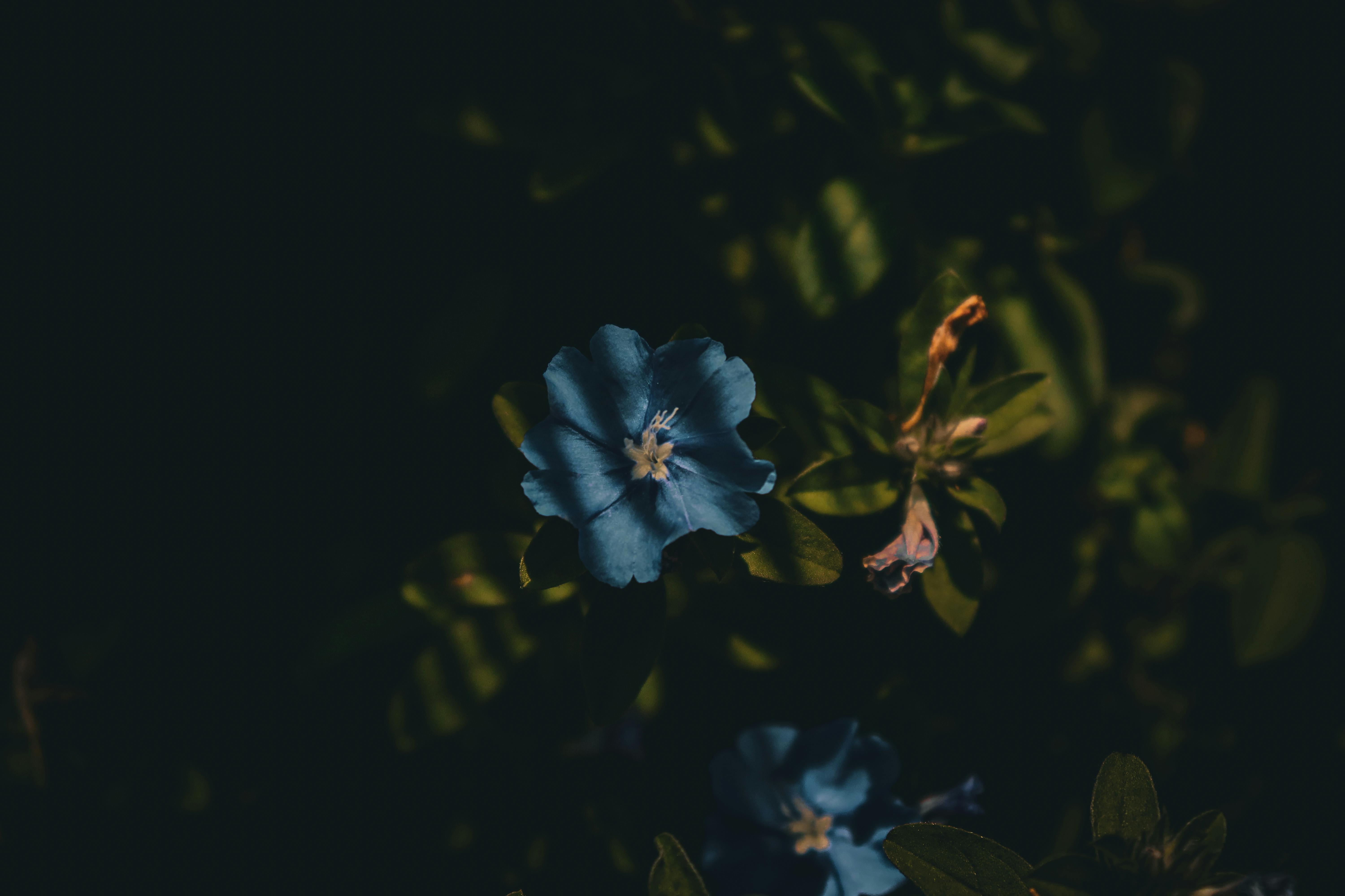 Lesandu Alokabandara - Photography