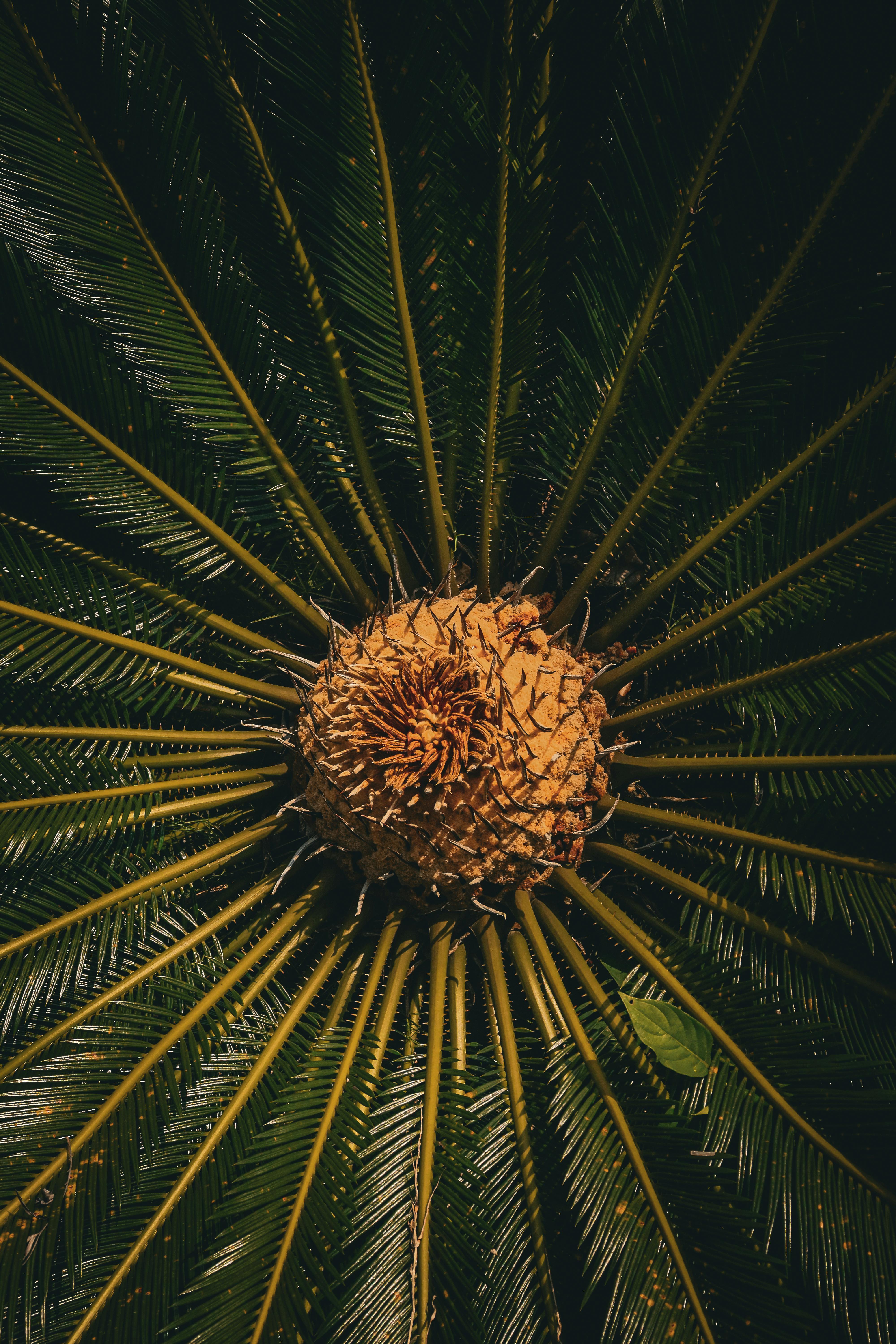 Palm Tree · Free Stock Photo