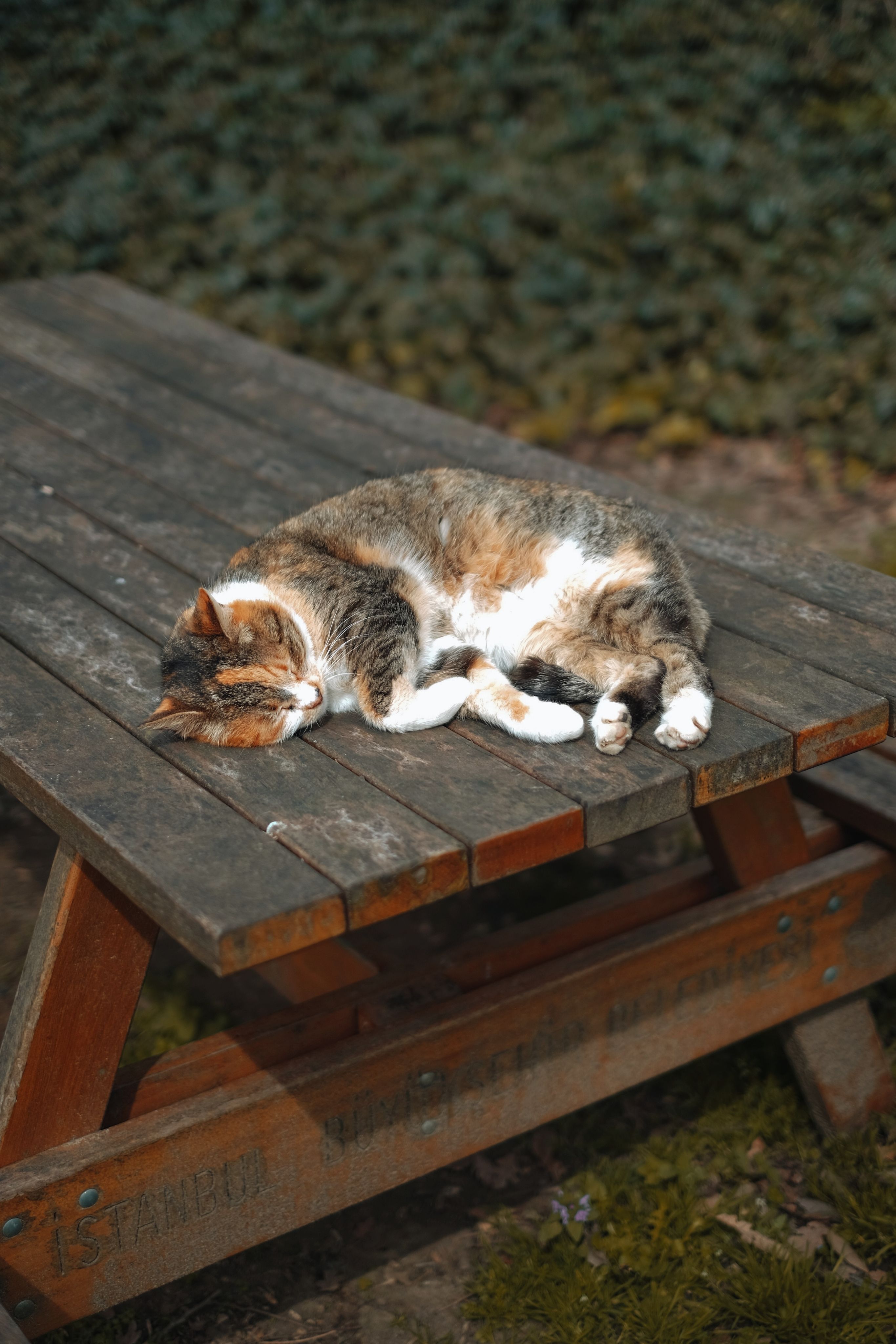 Calico Cat Sleeping on Campsite Table · Free Stock Photo