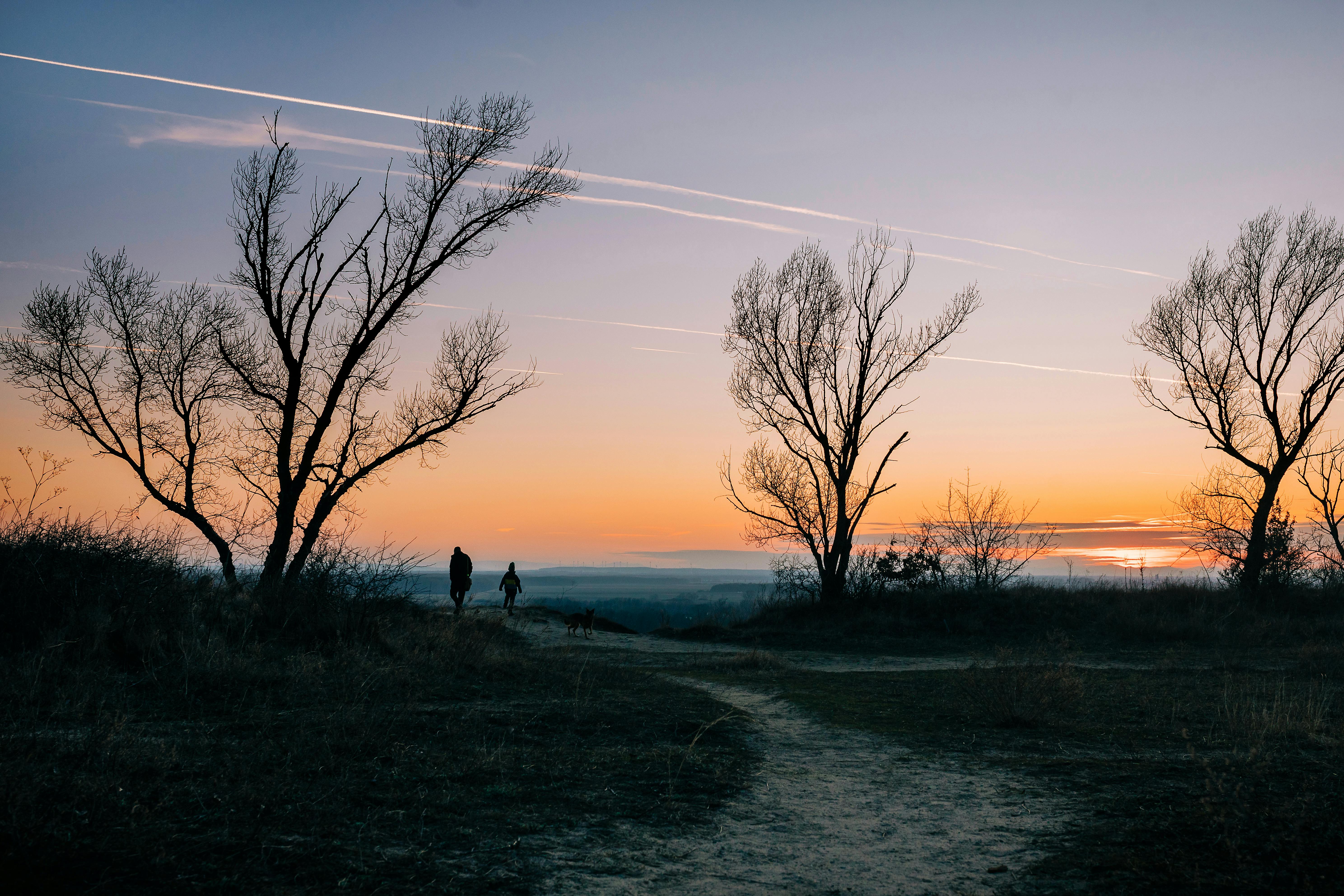 Dog Ph Photos, Download The BEST Free Dog Ph Stock Photos & HD Images