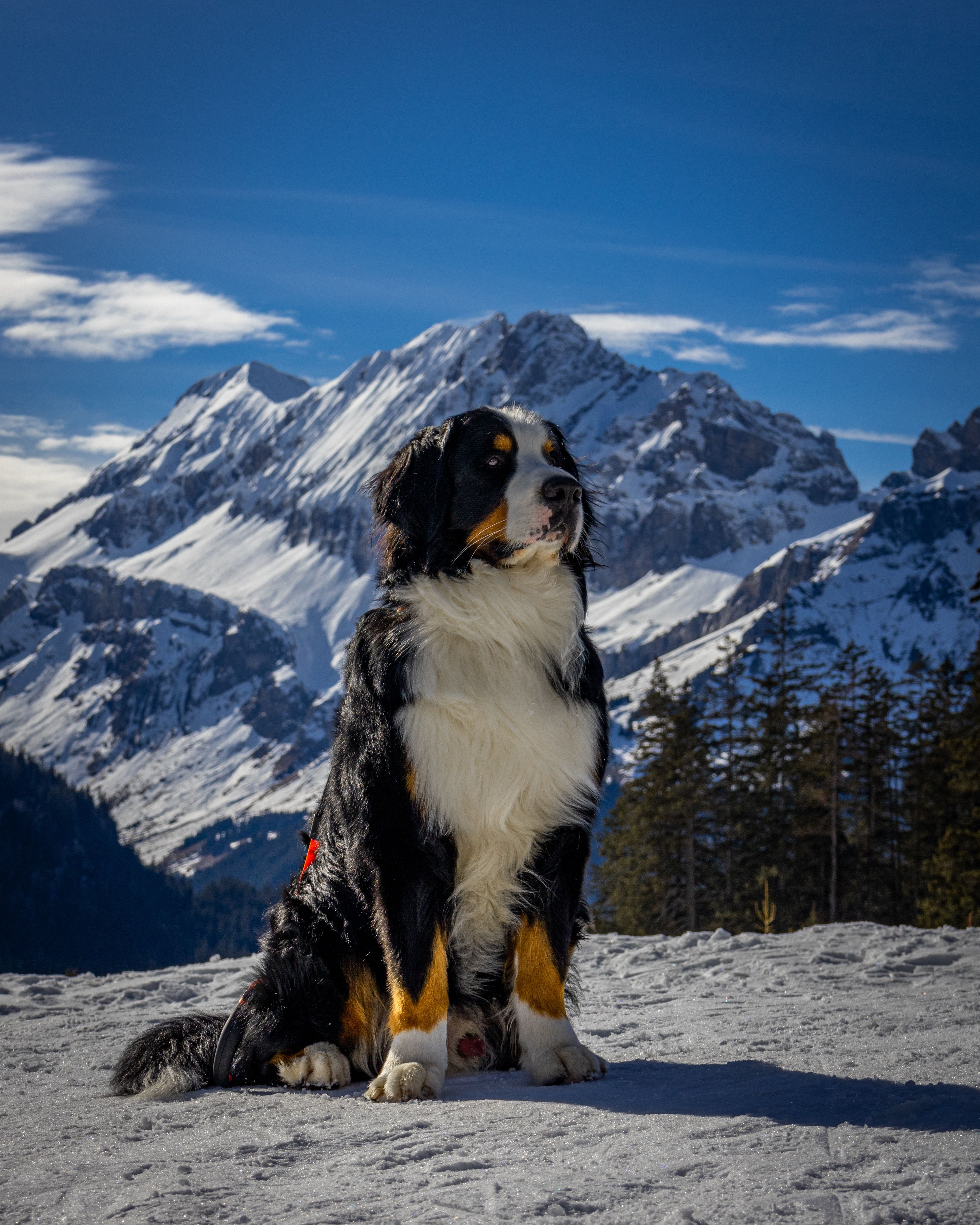 Bernese Mountain Dog in Alps · Free Stock Photo