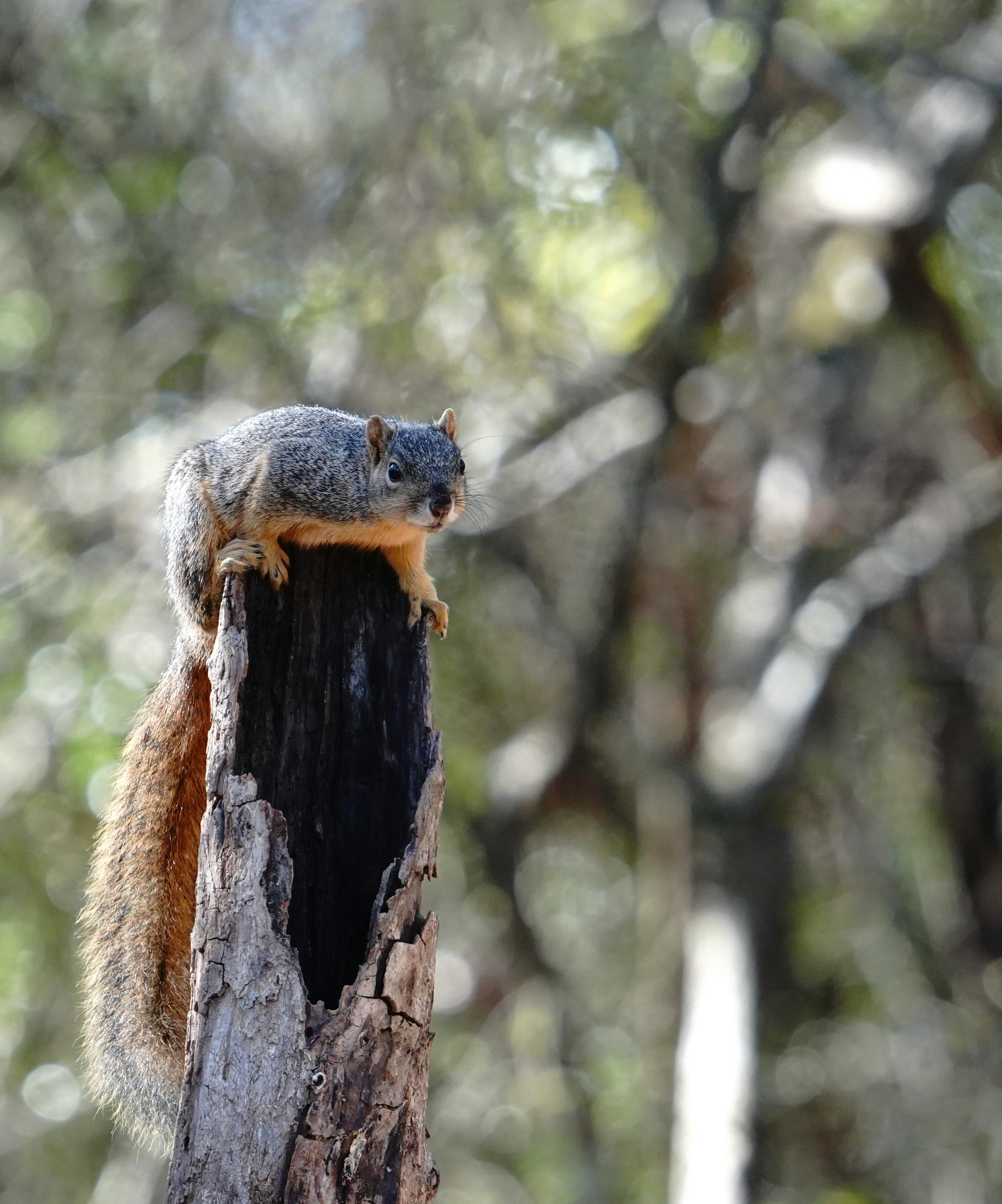 Rodents In Nature Photos, Download The BEST Free Rodents In Nature ...