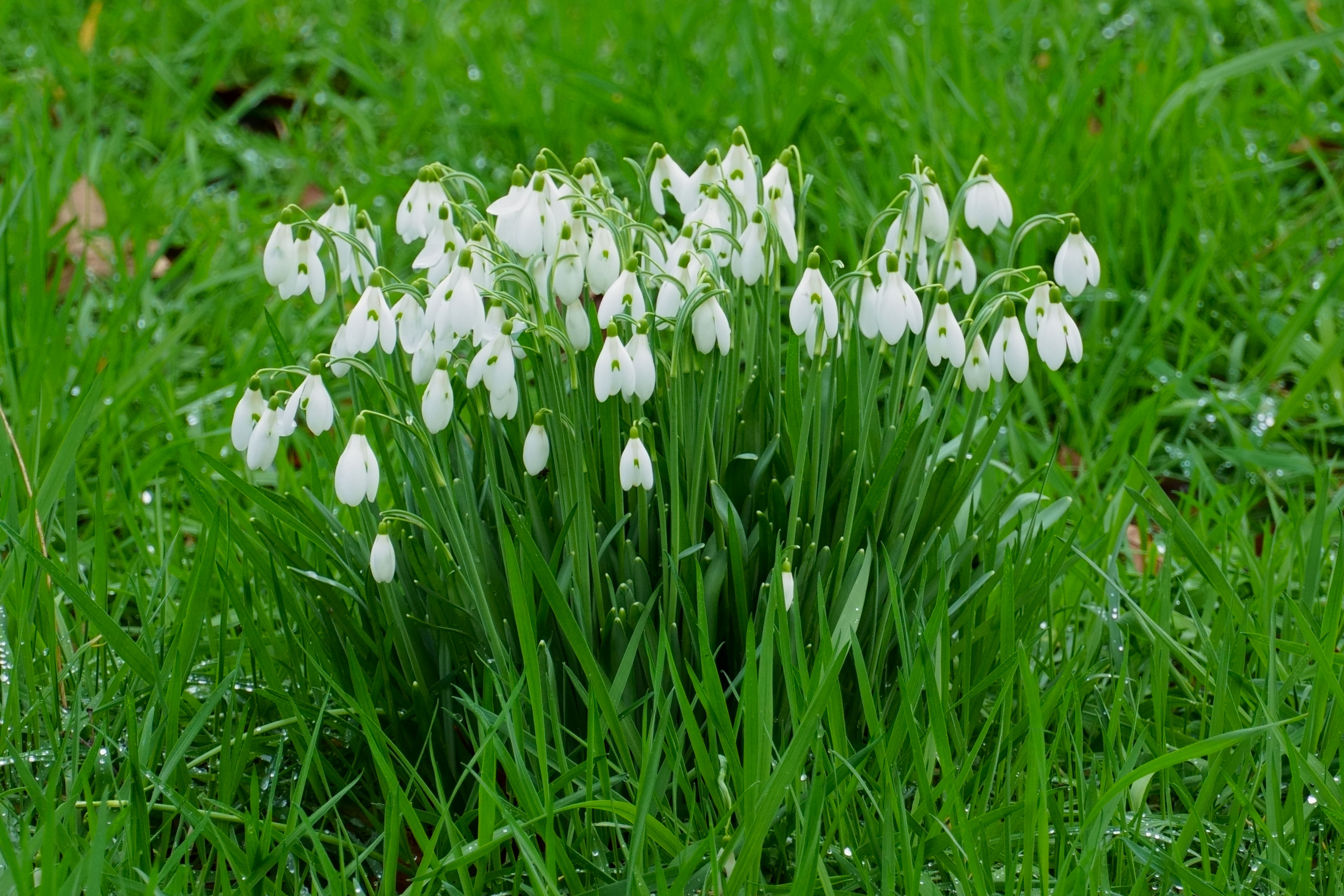 Early Bloomer Photos, Download The BEST Free Early Bloomer Stock Photos ...