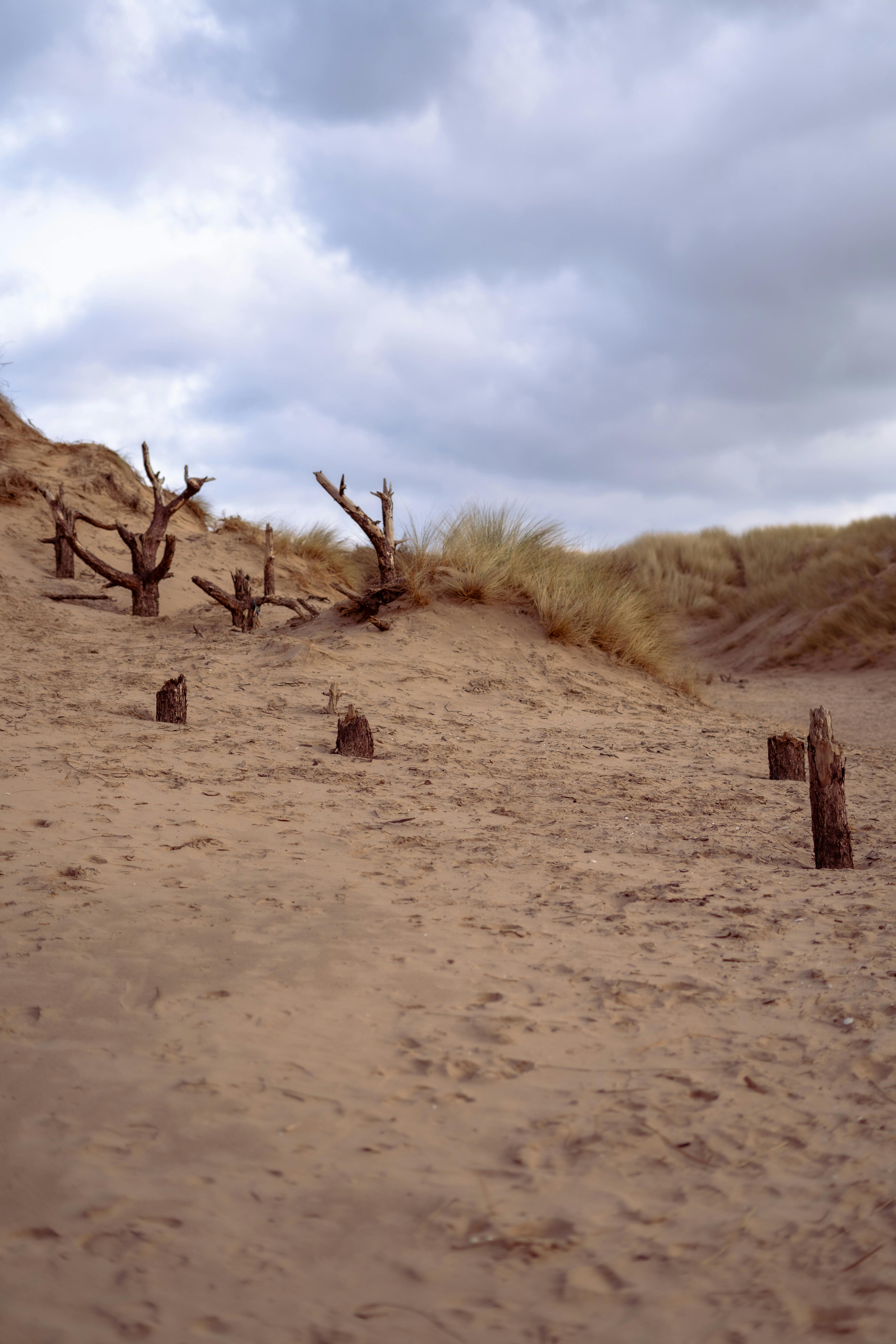 A sandy beach with some dead trees on it · Free Stock Photo