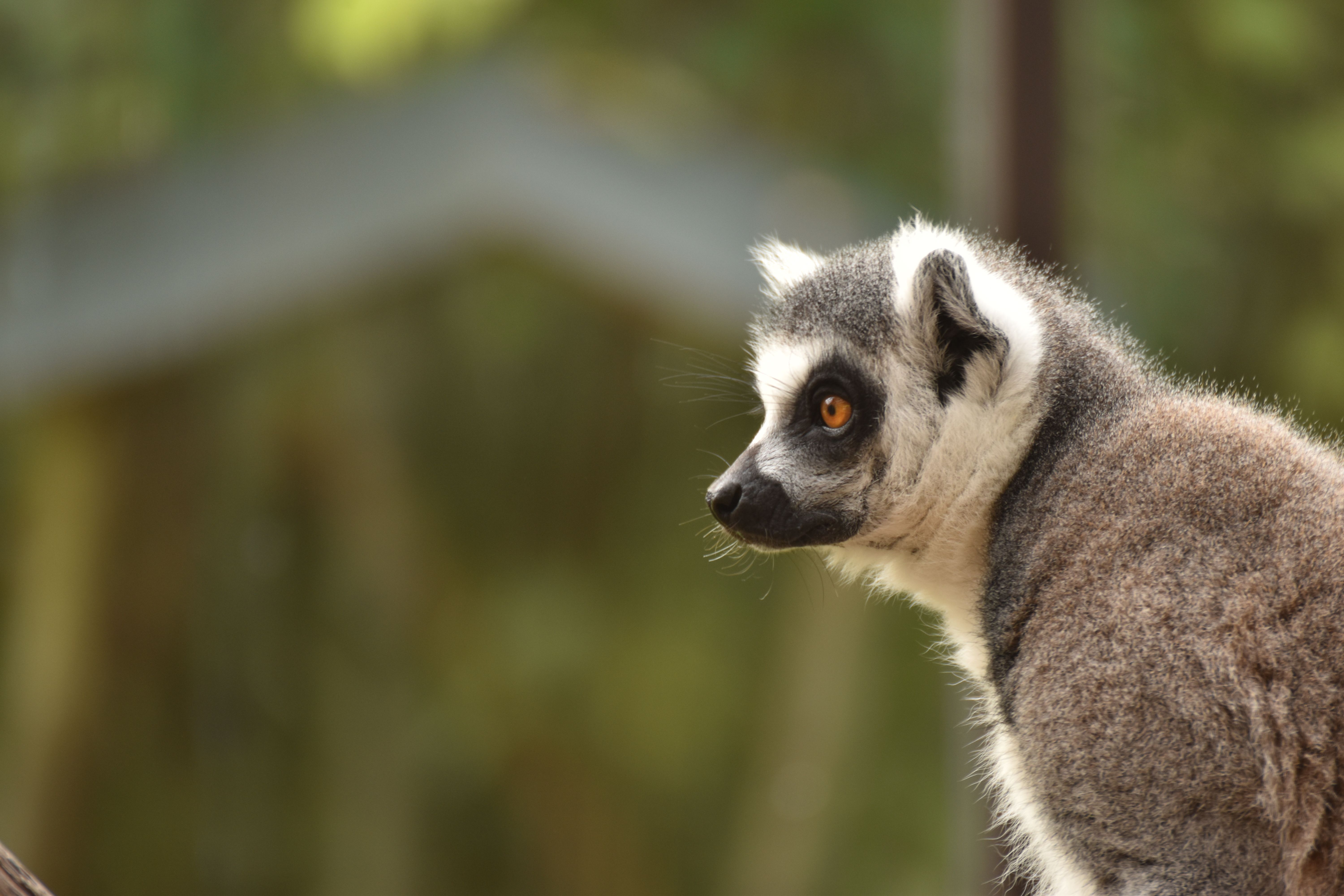 Closeup of a Furry Lemur Looking Away · Free Stock Photo