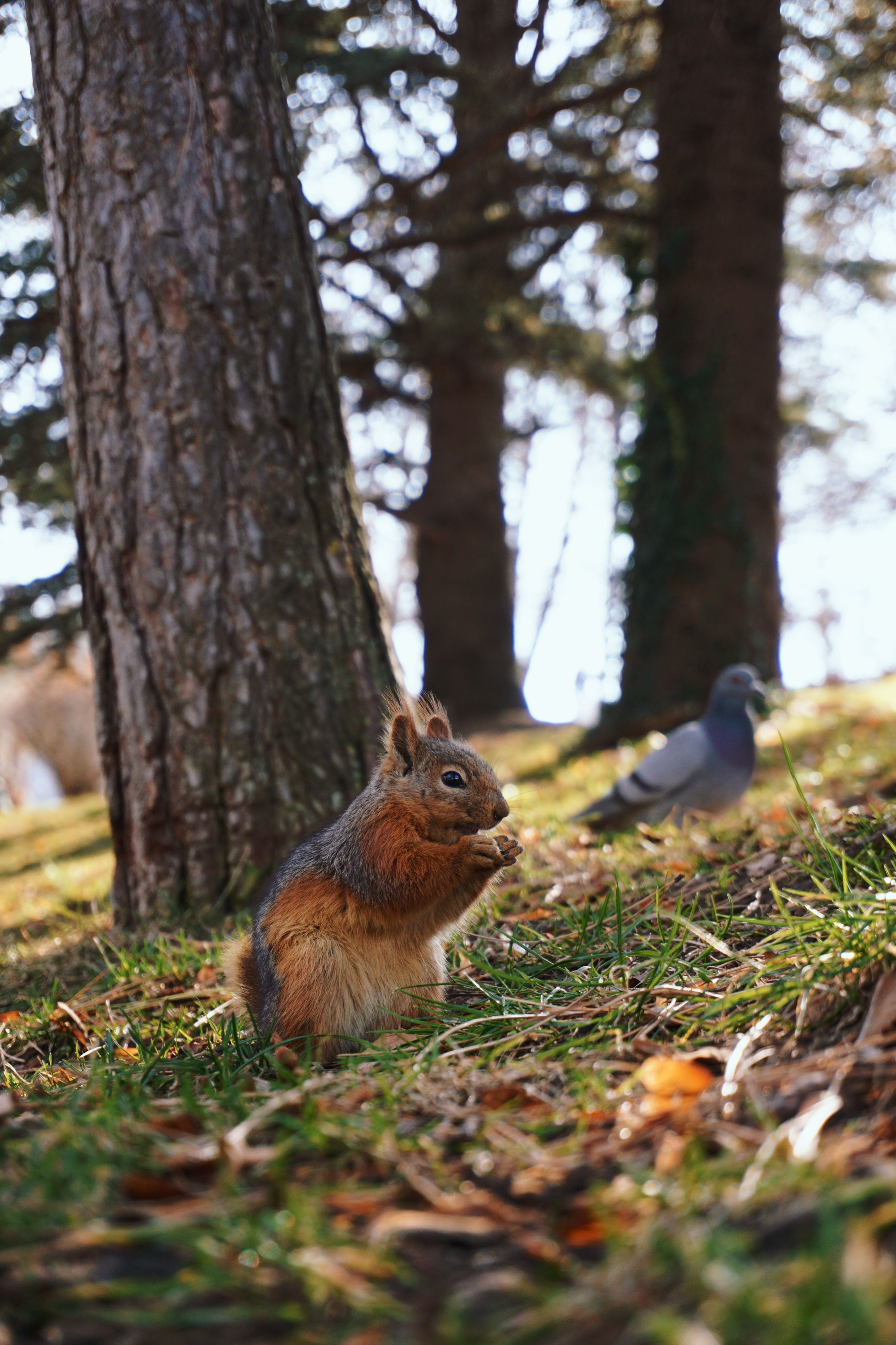Squirrel and Pigeon in Forest · Free Stock Photo