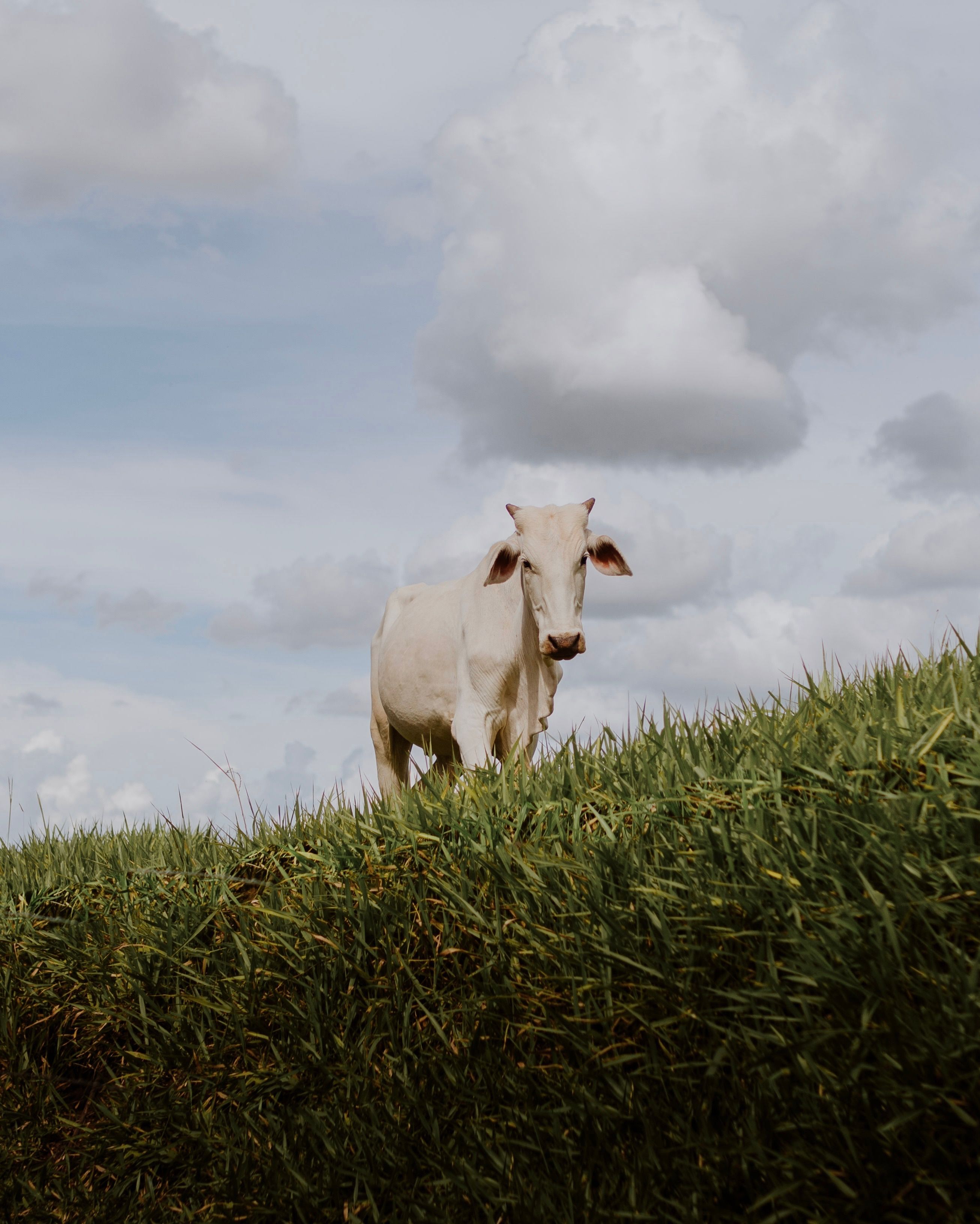 Vaca Parada En El Pasto · Foto de stock gratuita