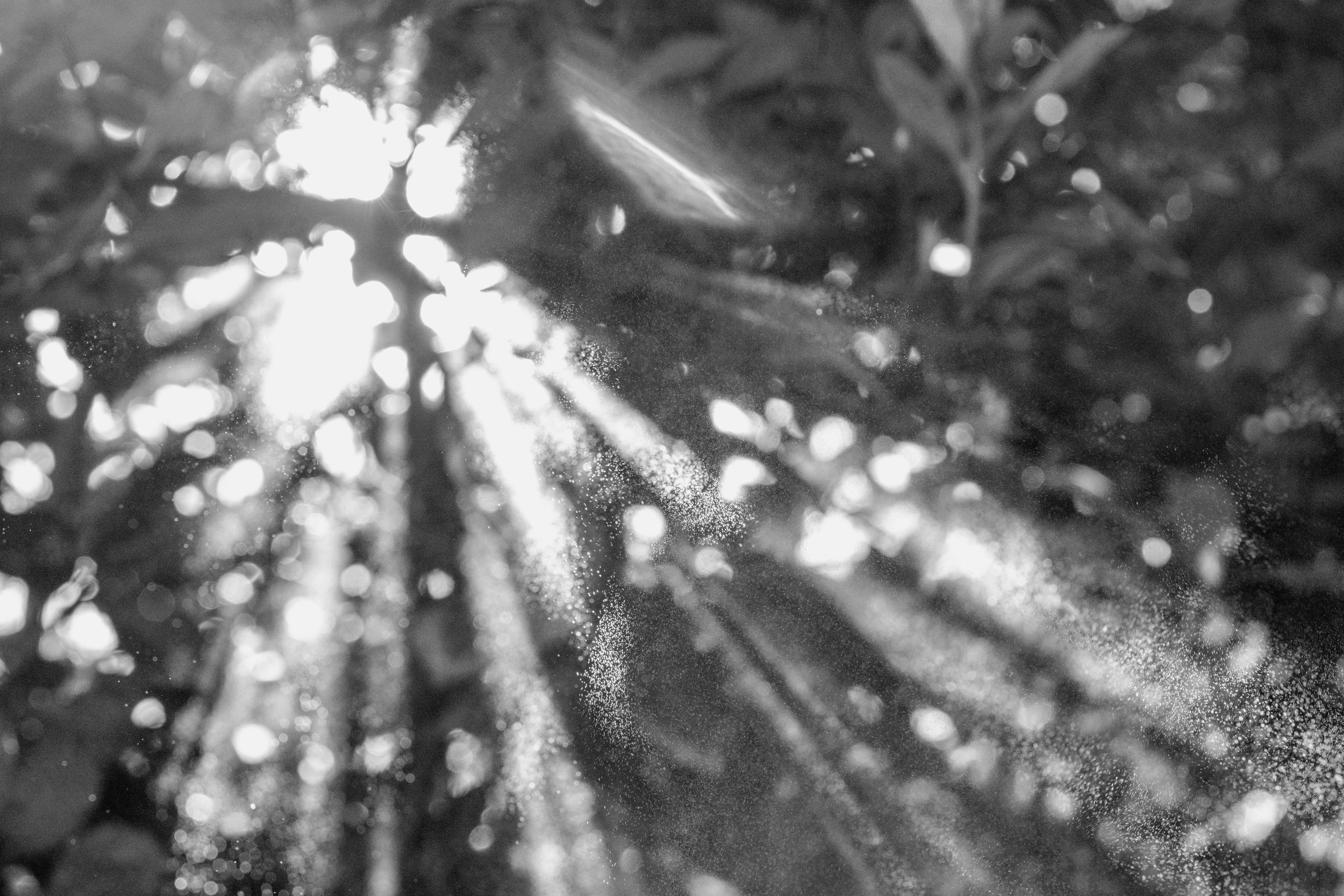 Sunbeams in Black and White · Free Stock Photo