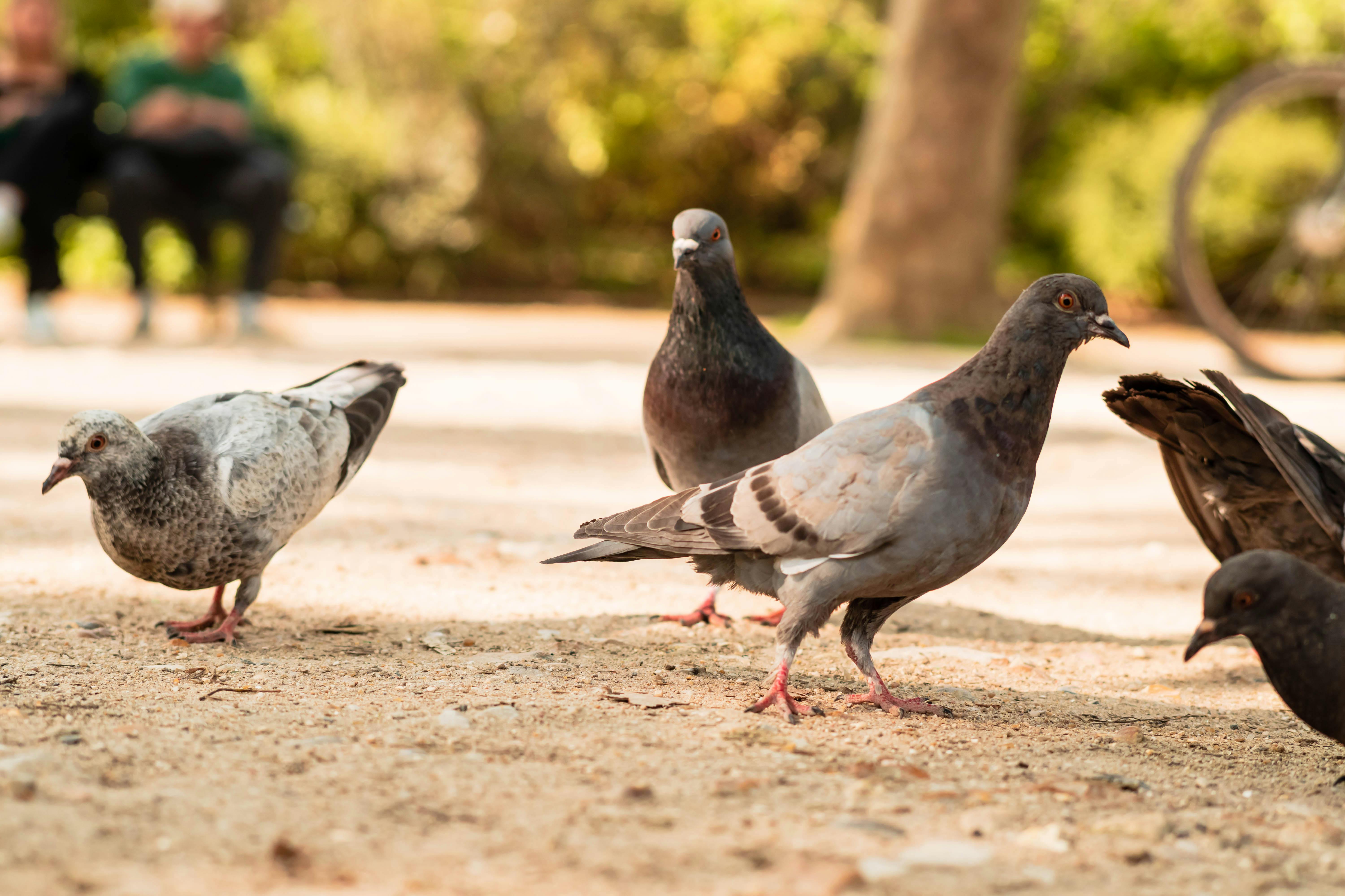 Pigeons on Ground · Free Stock Photo