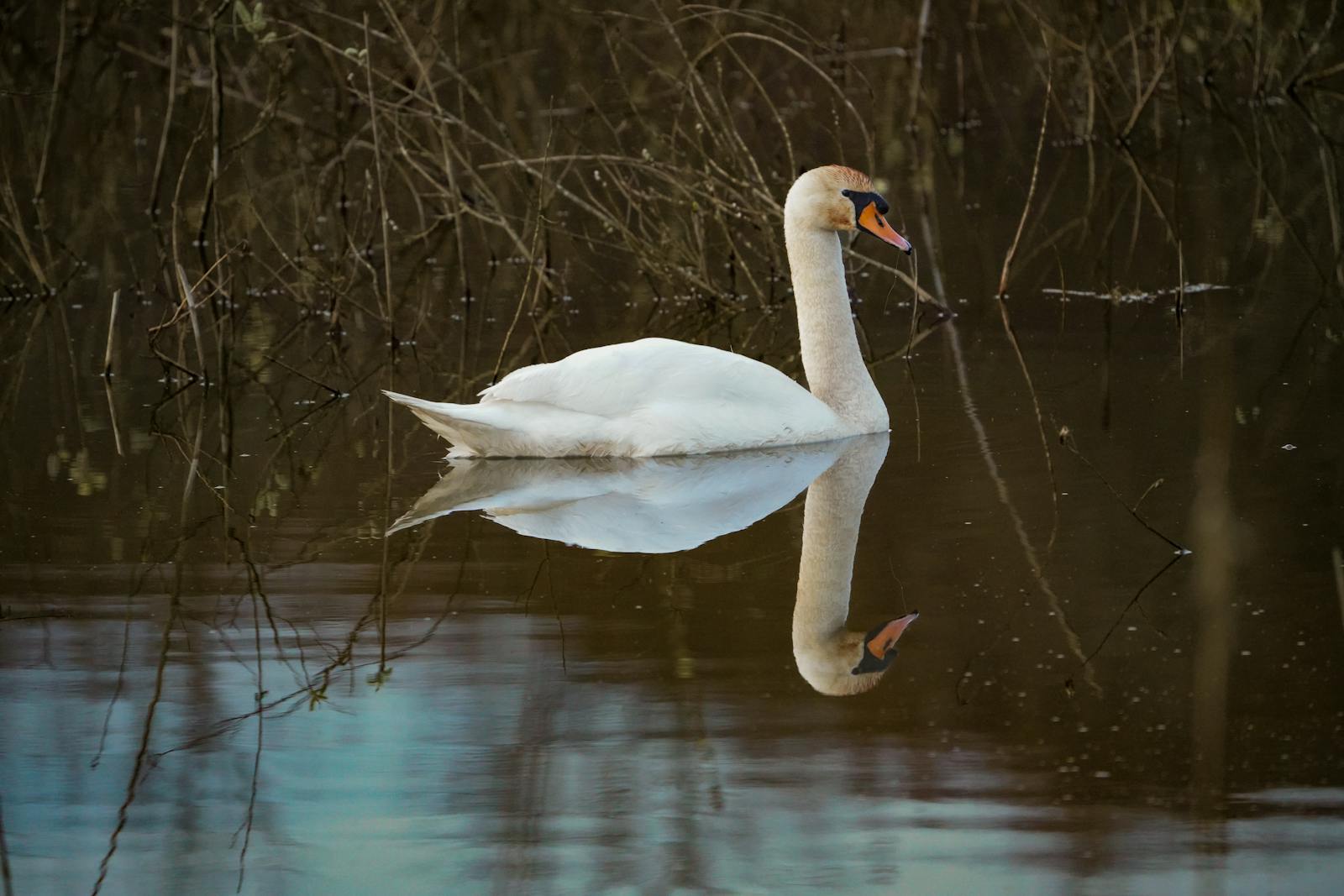 Swan Images Photos, Download The BEST Free Swan Images Stock Photos ...