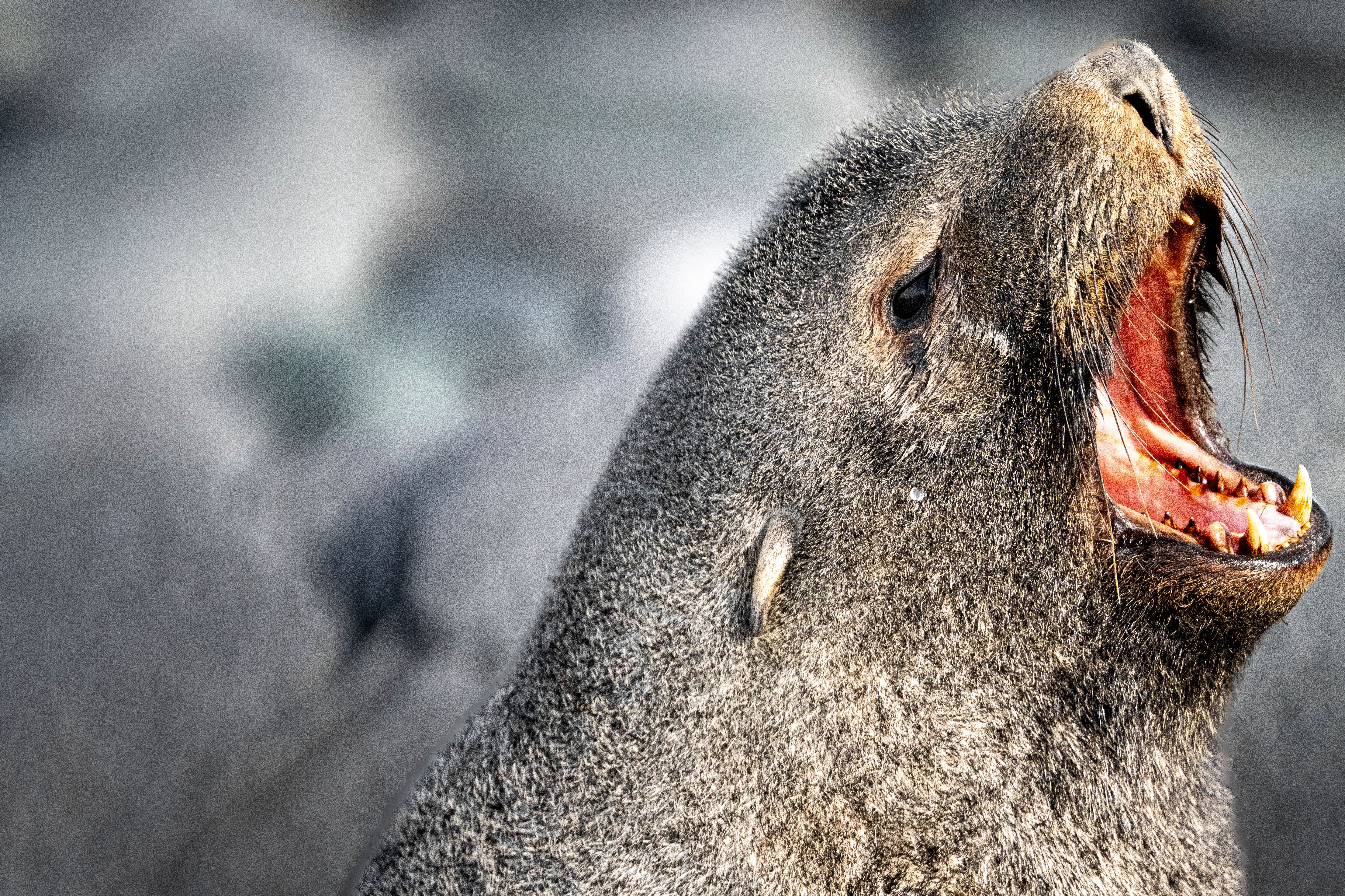 Close up of a Fur Seal · Free Stock Photo