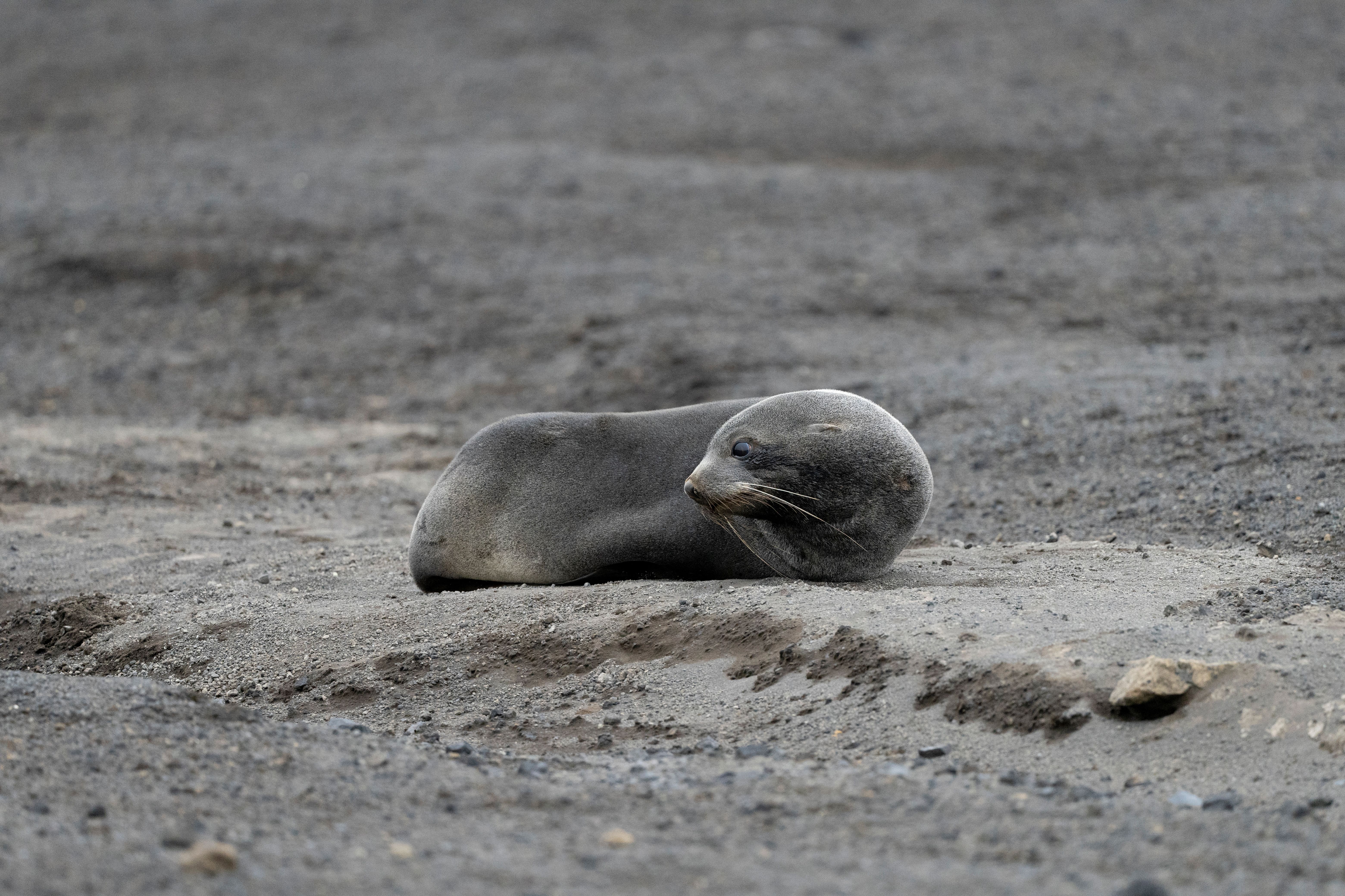 Seal Lying Down on Beach · Free Stock Photo