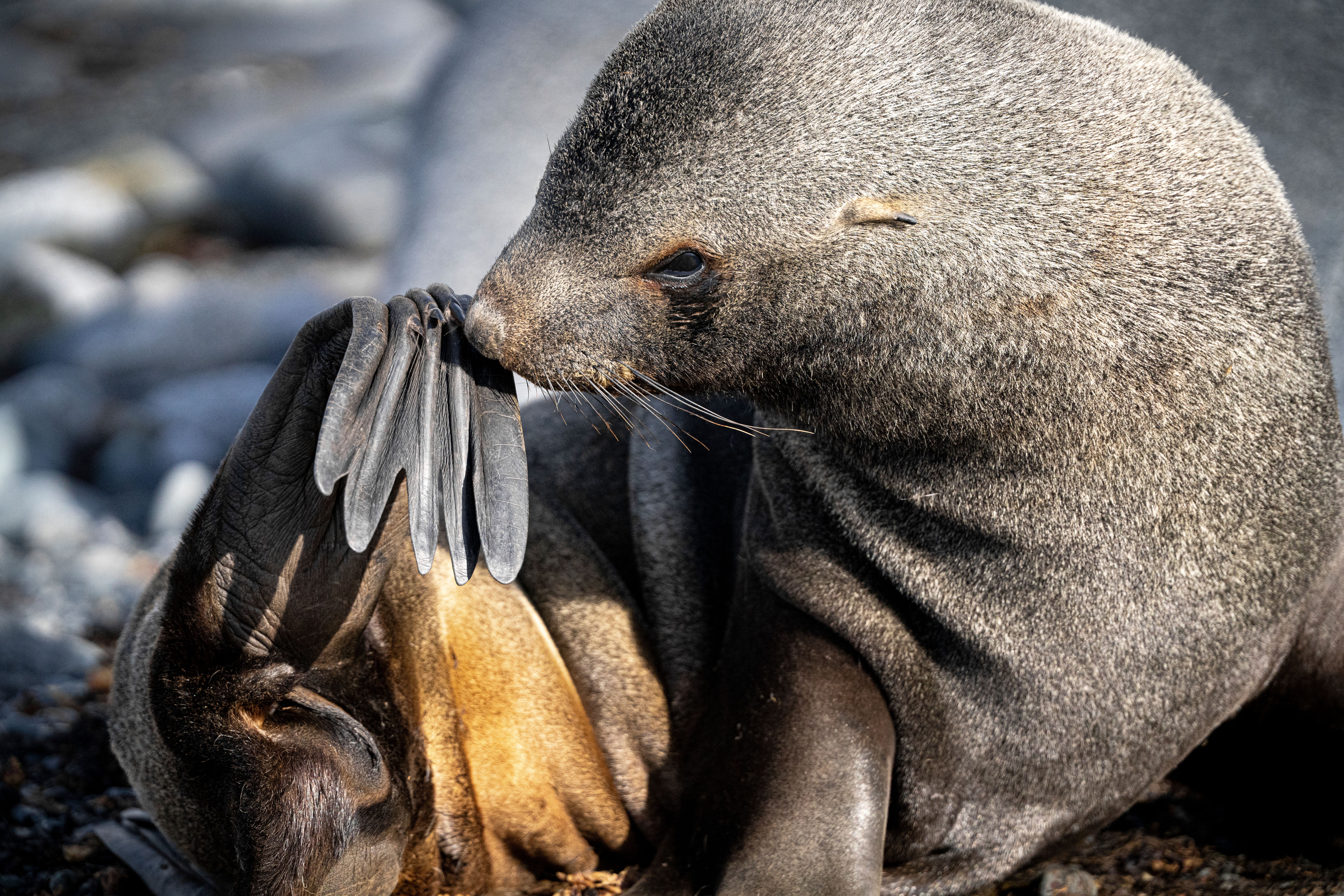 Gray Sea Lion · Free Stock Photo
