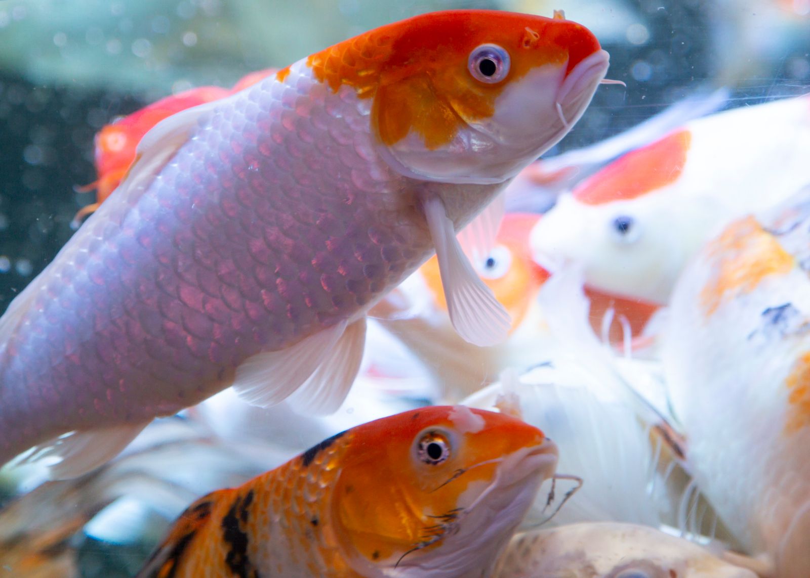 Koi Fish Photos, Download The BEST Free Koi Fish Stock Photos & HD Images