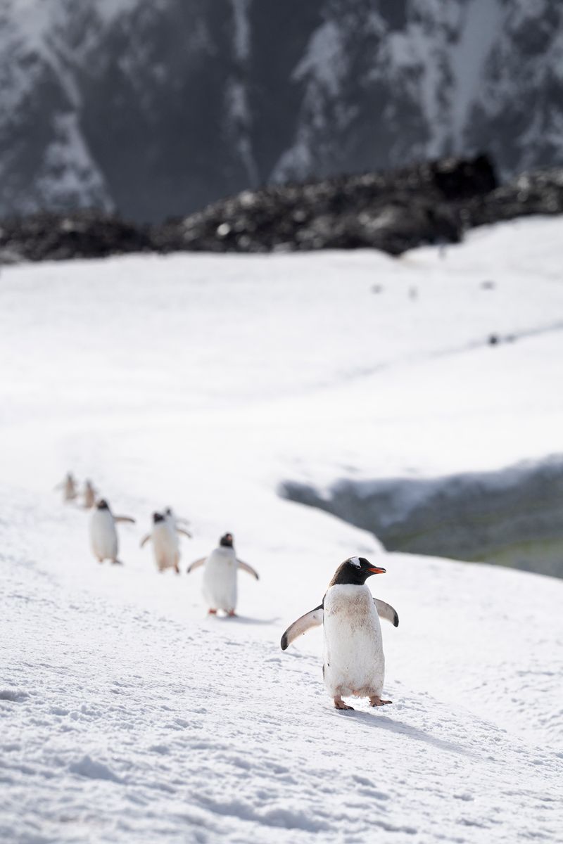 Penguin In Snow Photos, Download The BEST Free Penguin In Snow Stock ...