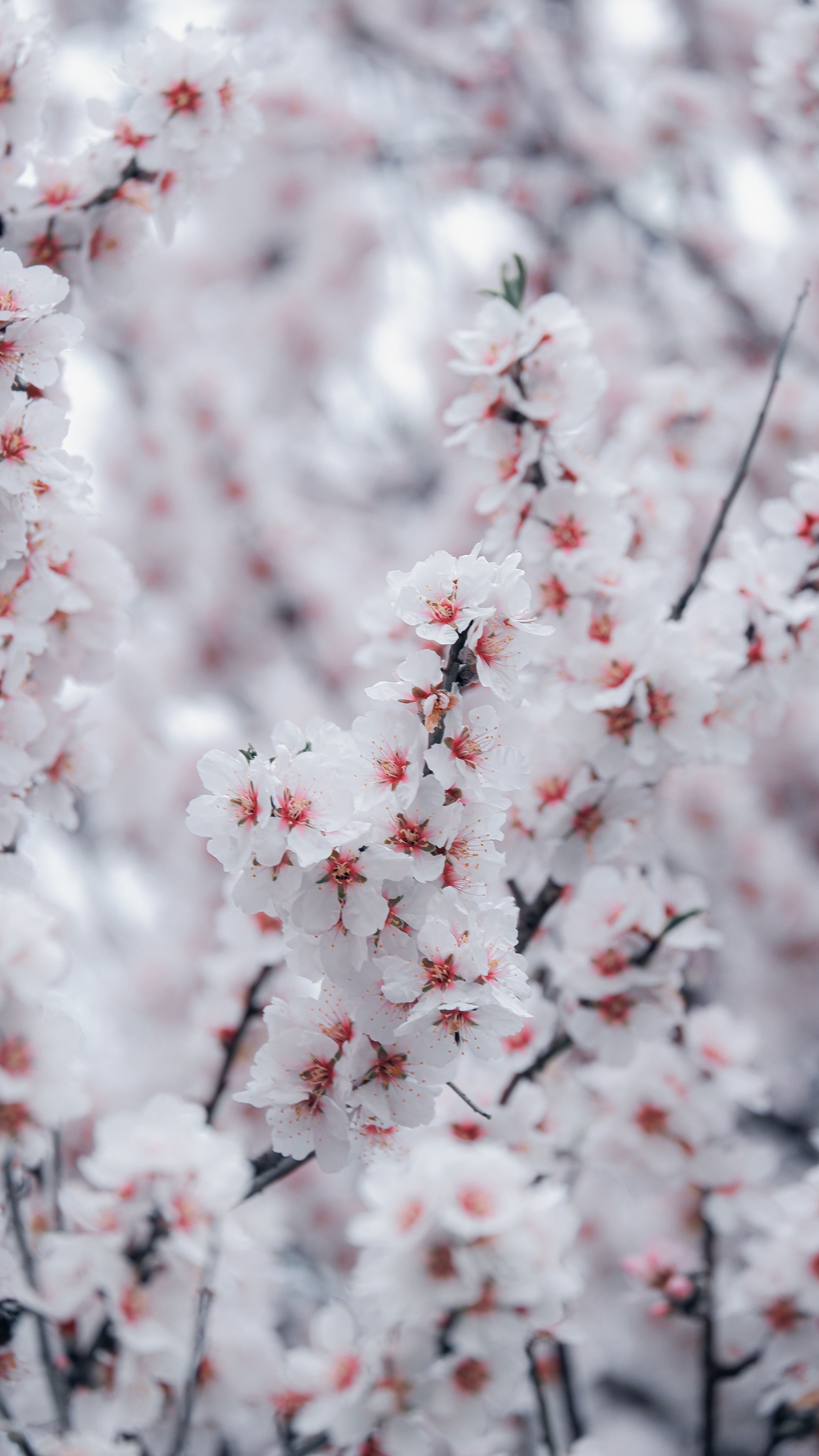A close up of a tree with pink flowers · Free Stock Photo