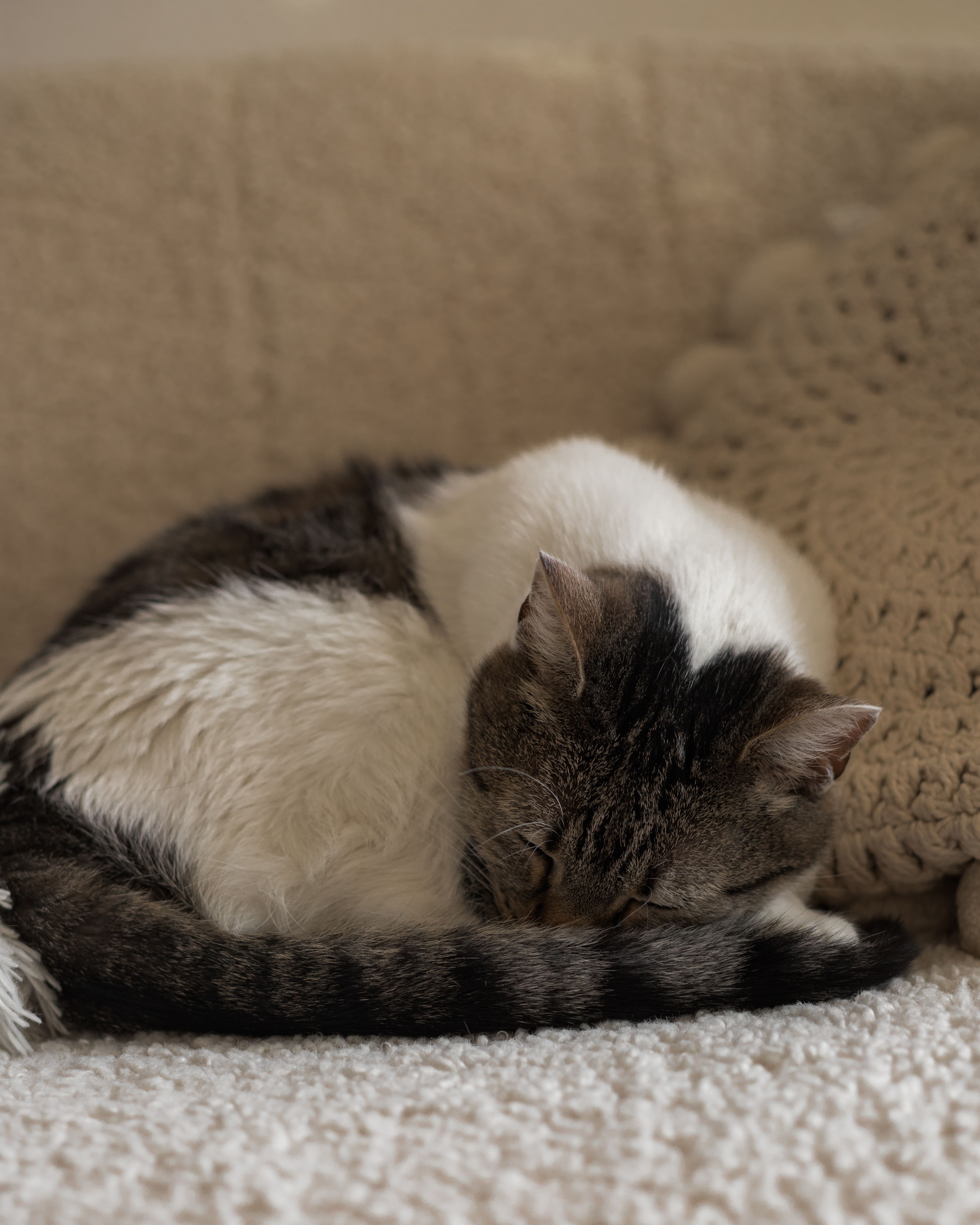 A cat curled up sleeping on the bed · Free Stock Photo