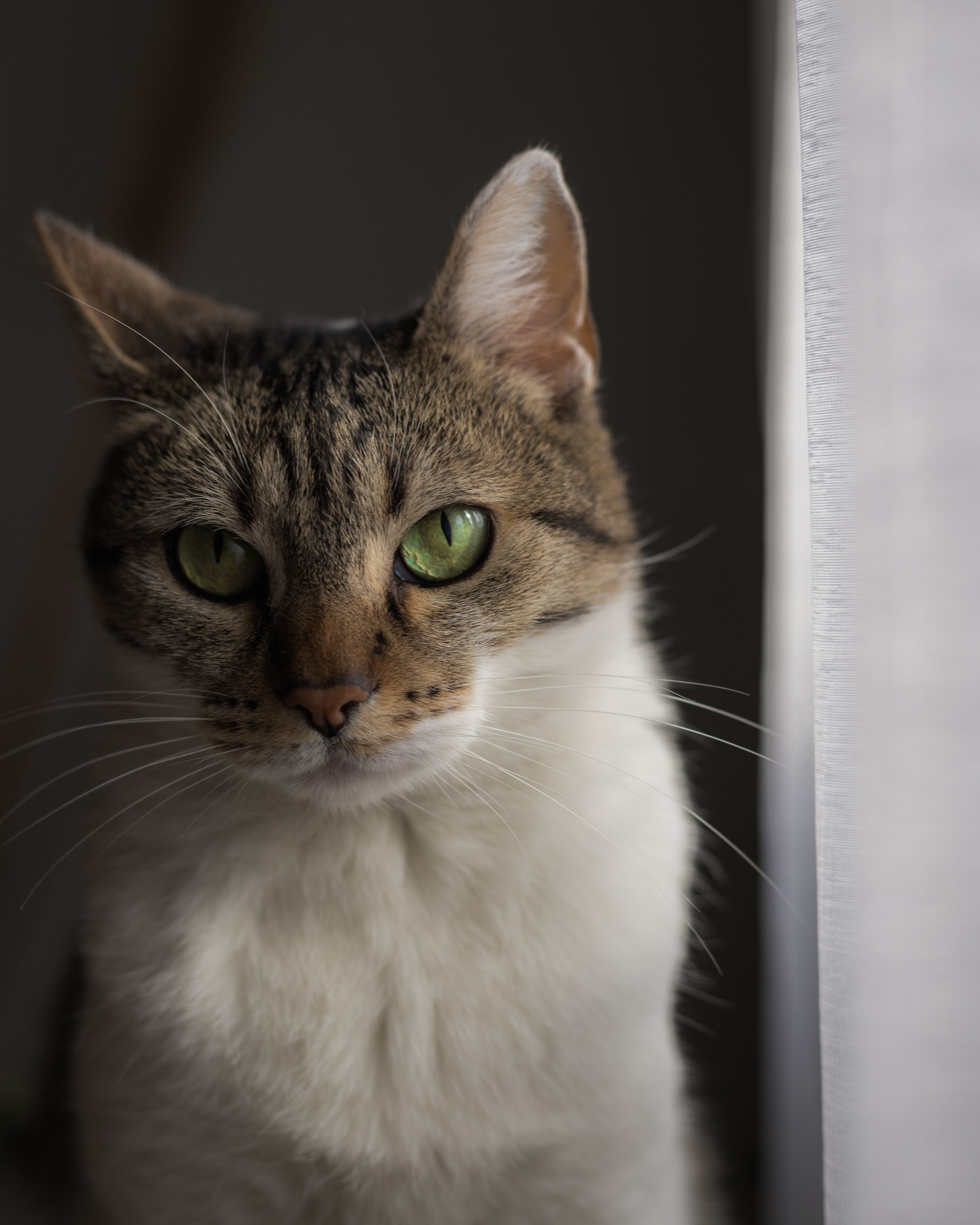 Portrait of Cat · Free Stock Photo