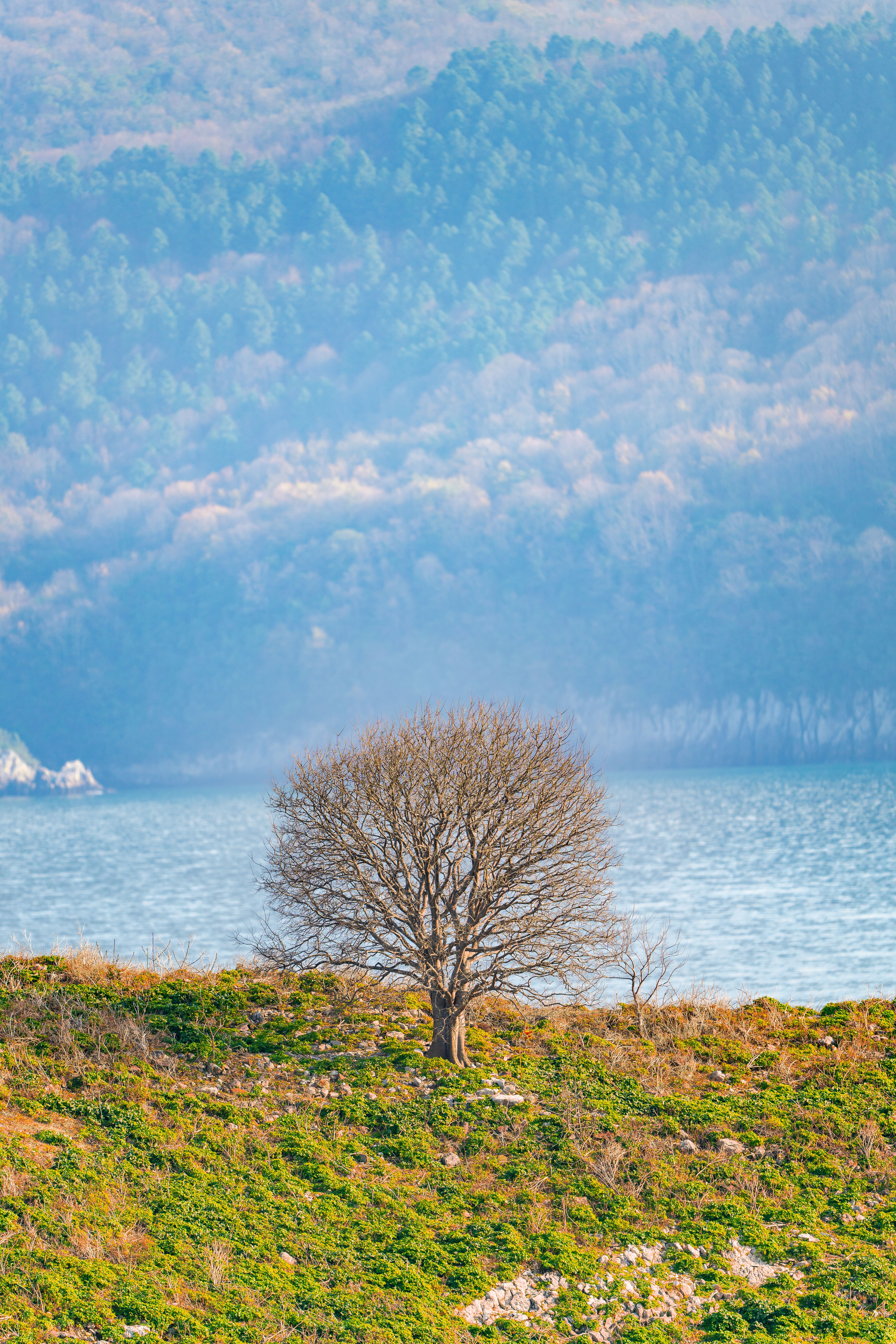 A lone tree stands on a hill overlooking a body of water · Free Stock Photo