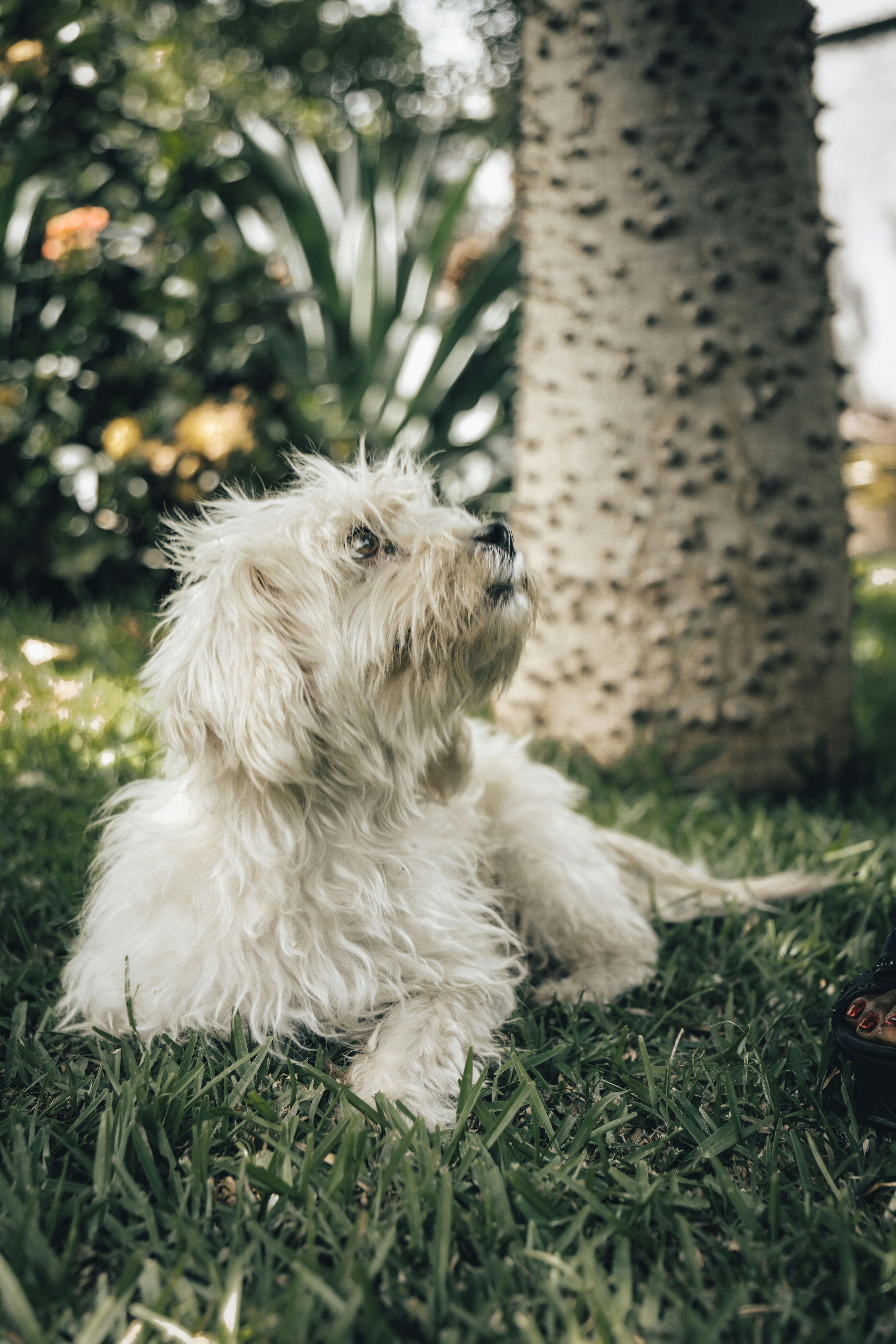 Cute White Dog Lying under a Tree · Free Stock Photo