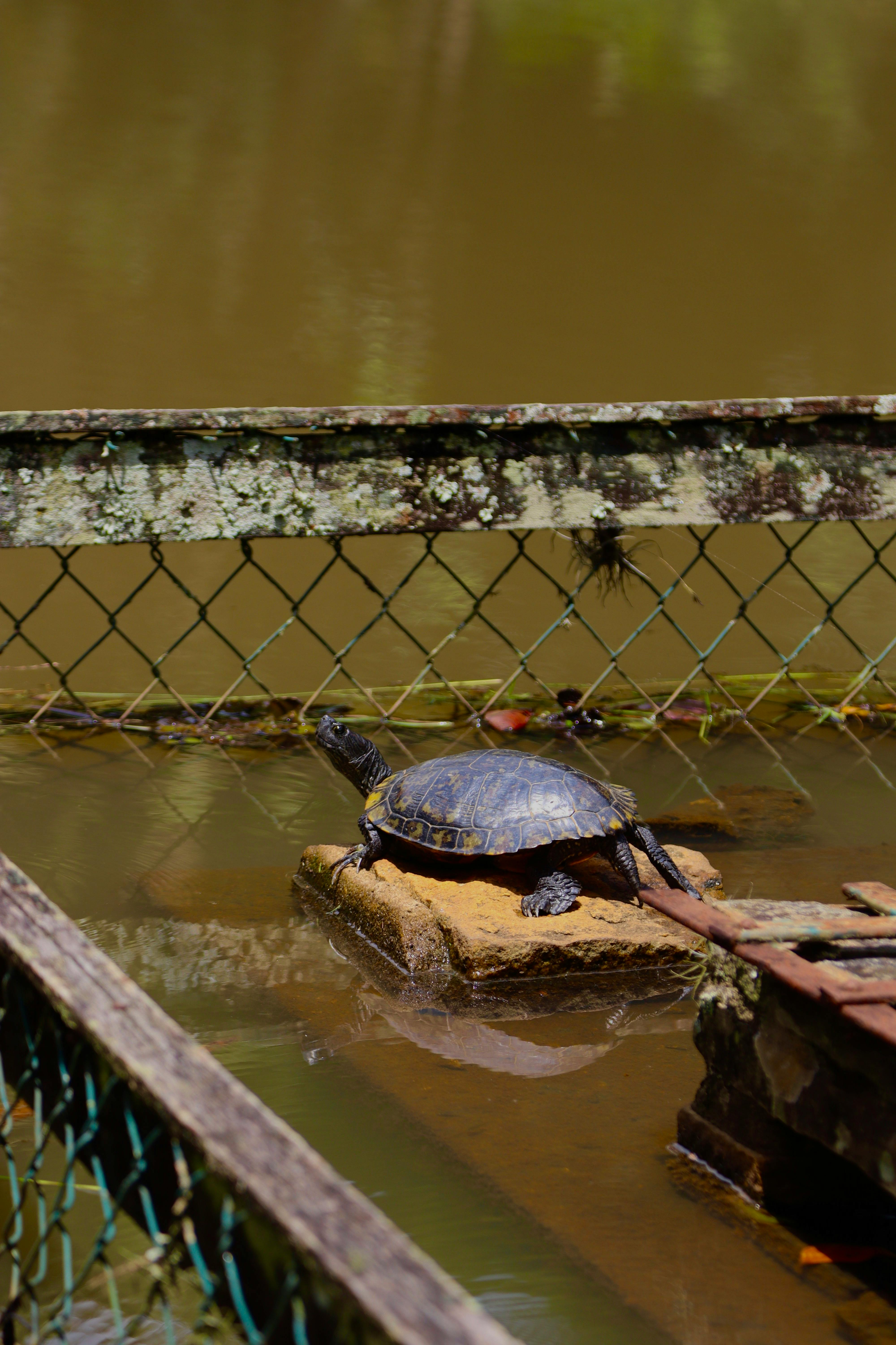 Turtle on Lake in Zoo · Free Stock Photo