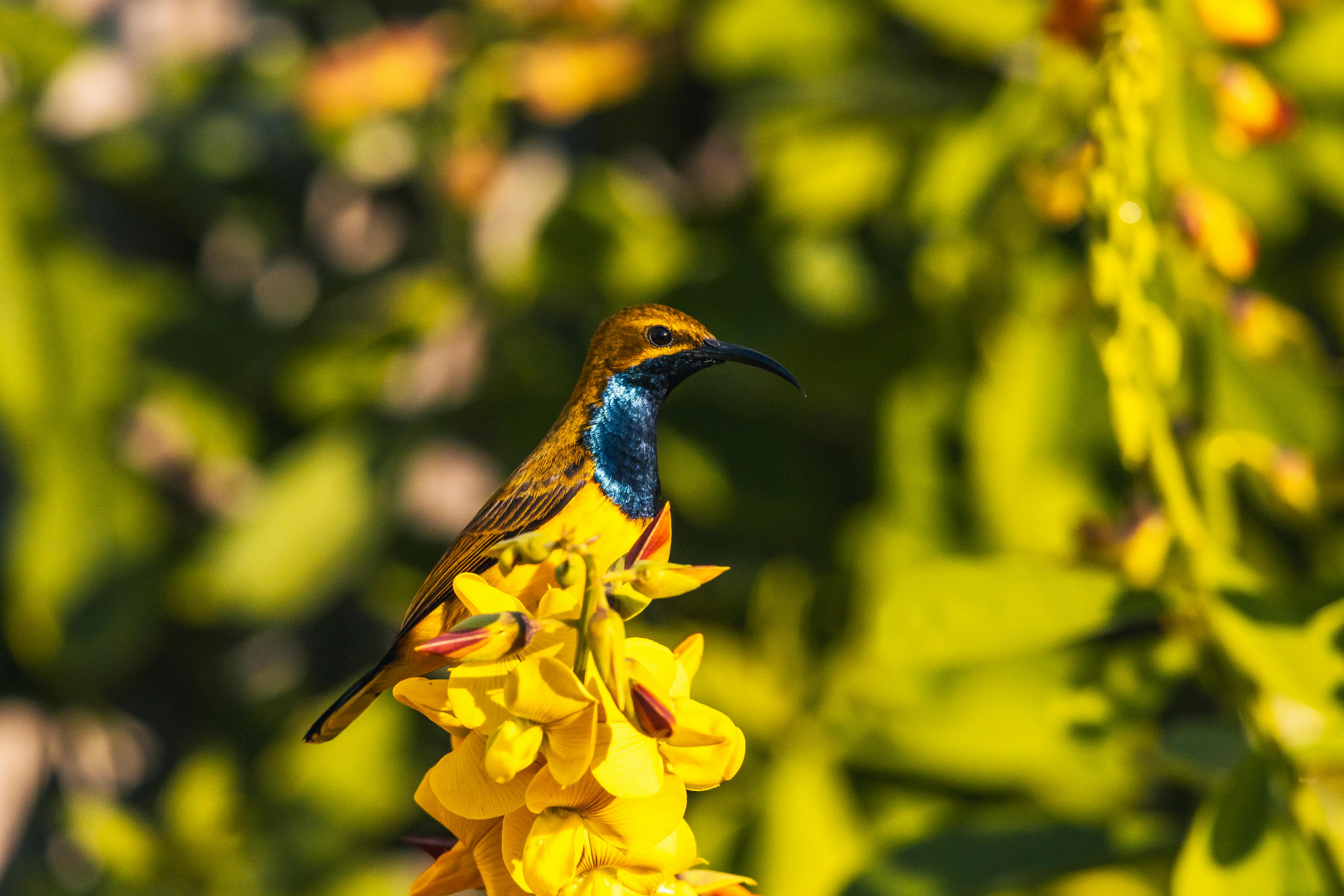 Close-up of a Garden Sunbird Perching on a Branch · Free Stock Photo