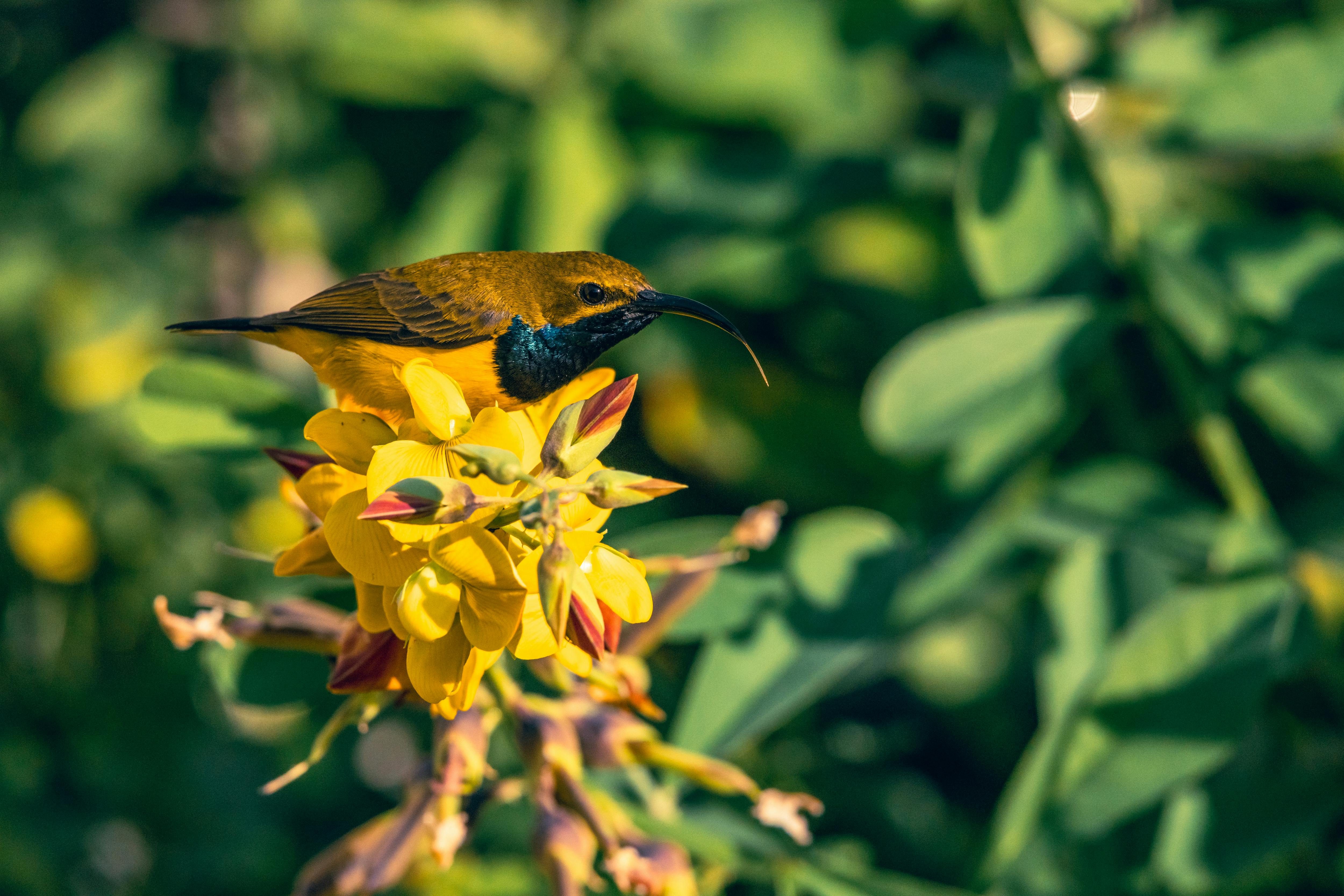 Hummingbird on Flowers · Free Stock Photo