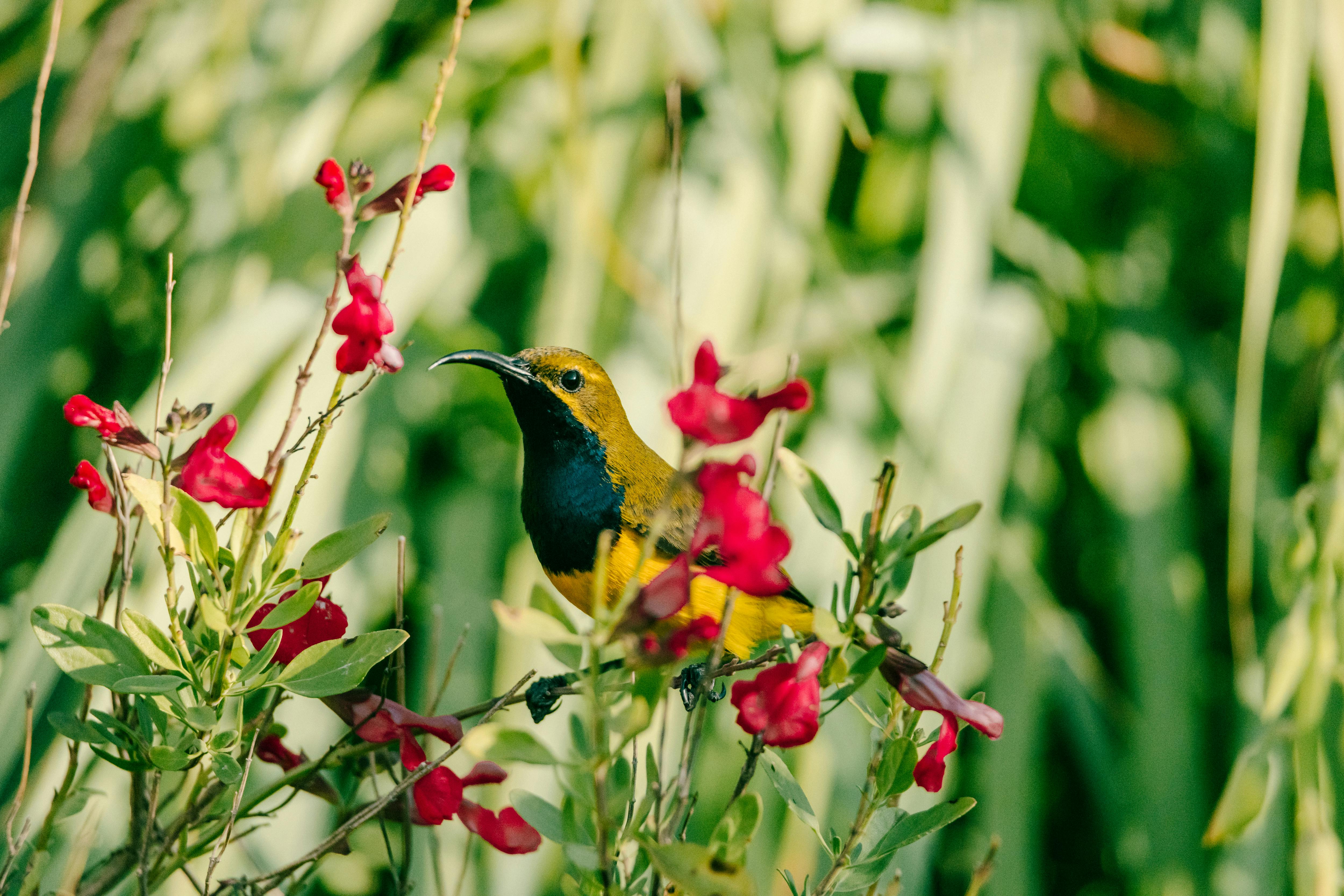 Close-up of a Garden Sunbird · Free Stock Photo