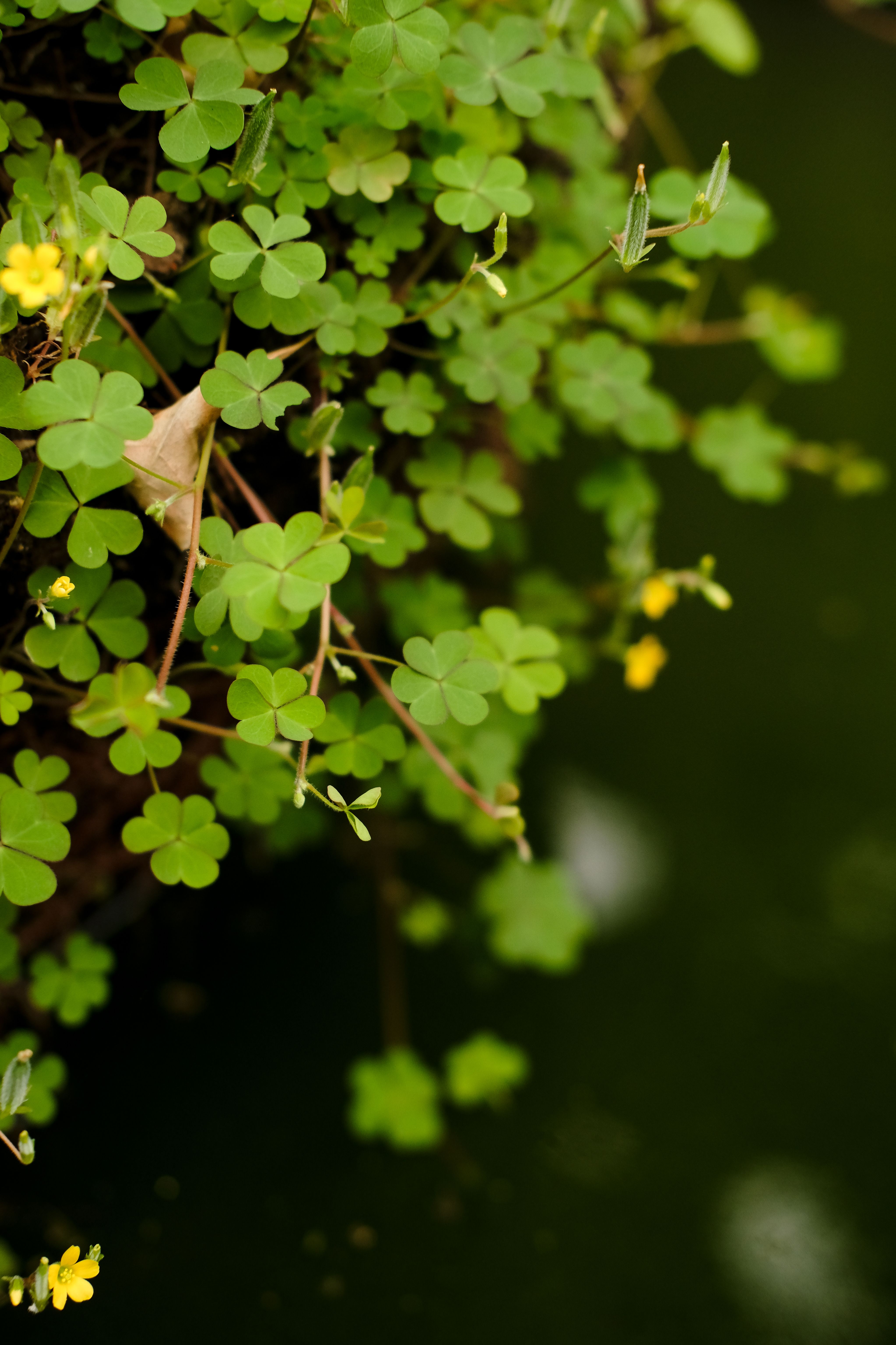Green Clovers in Nature · Free Stock Photo