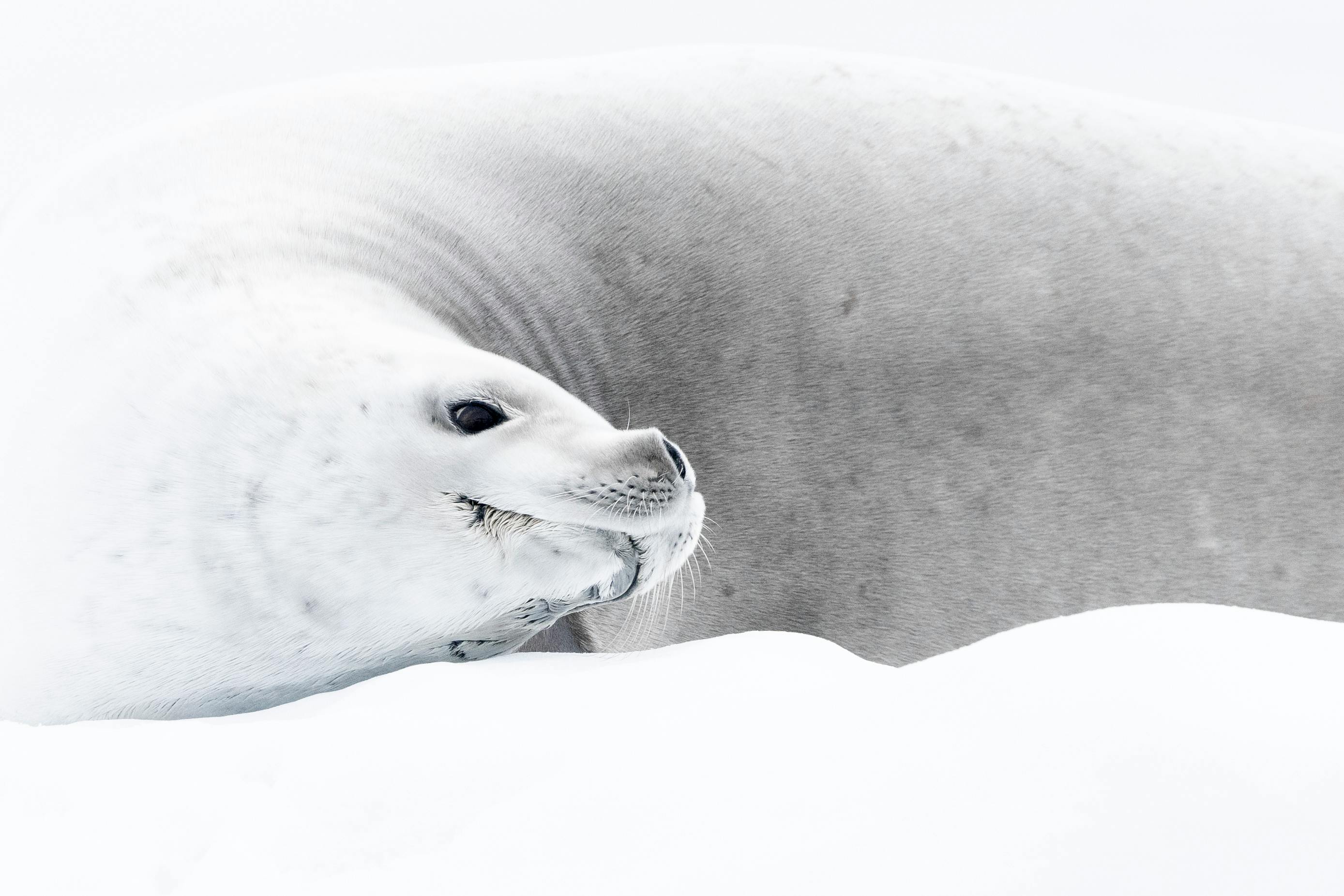 Foca En La Nieve · Foto de stock gratuita