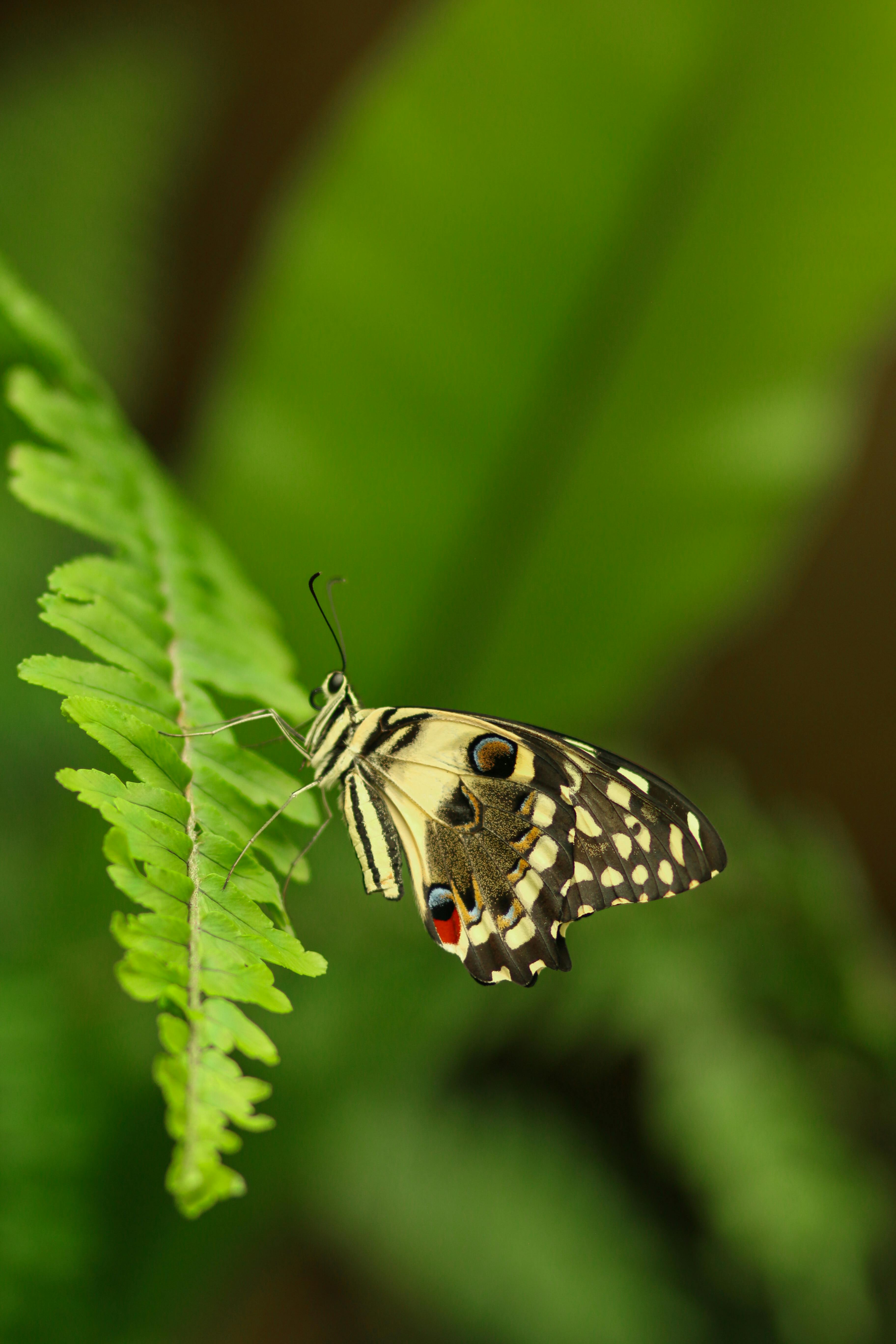 Checkered Swallowtail Butterfly · Free Stock Photo