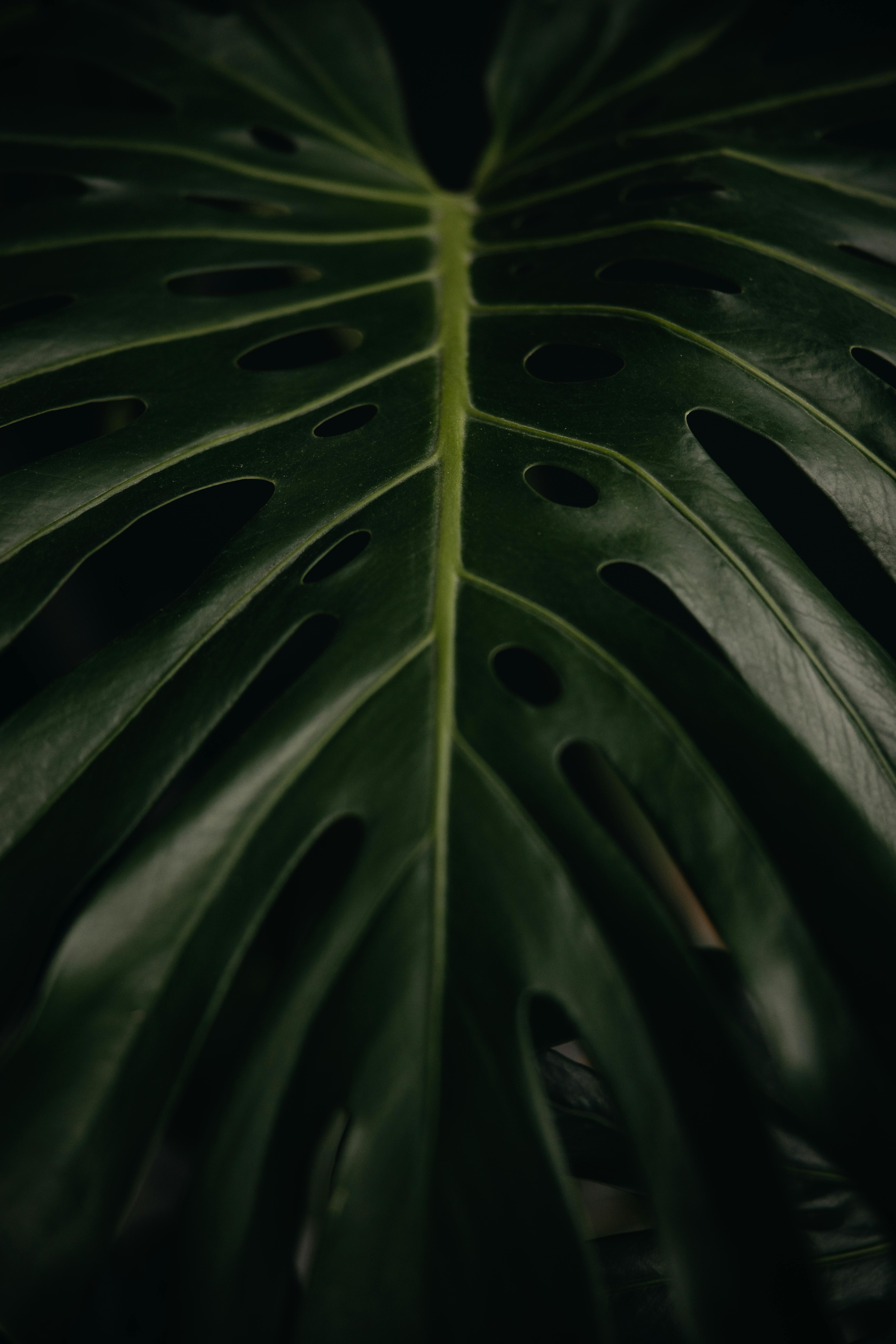 Plant Wallpaper Photos, Download The BEST Free Plant Wallpaper Stock ...