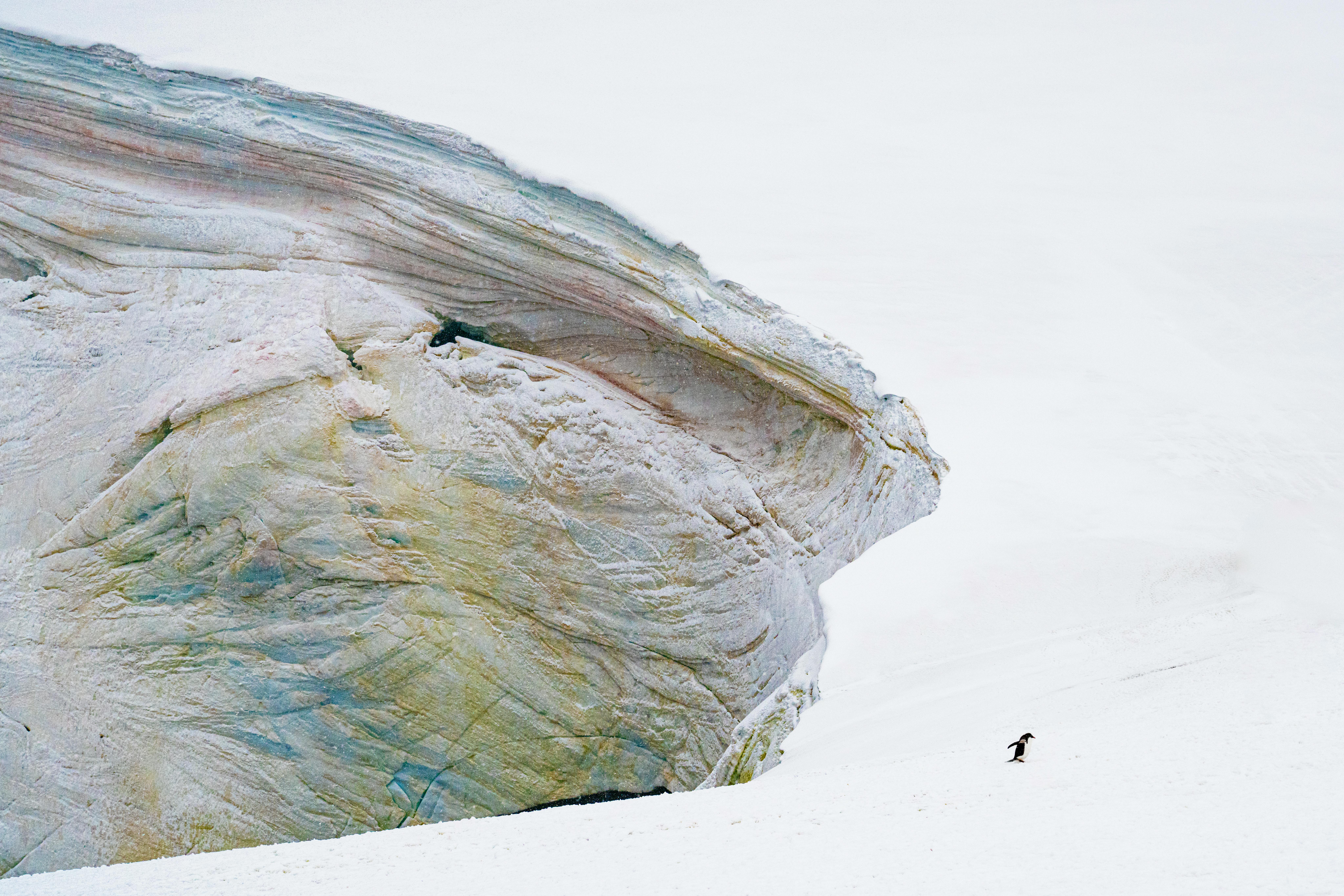 Close Up Photography of Penguin on Snow · Free Stock Photo