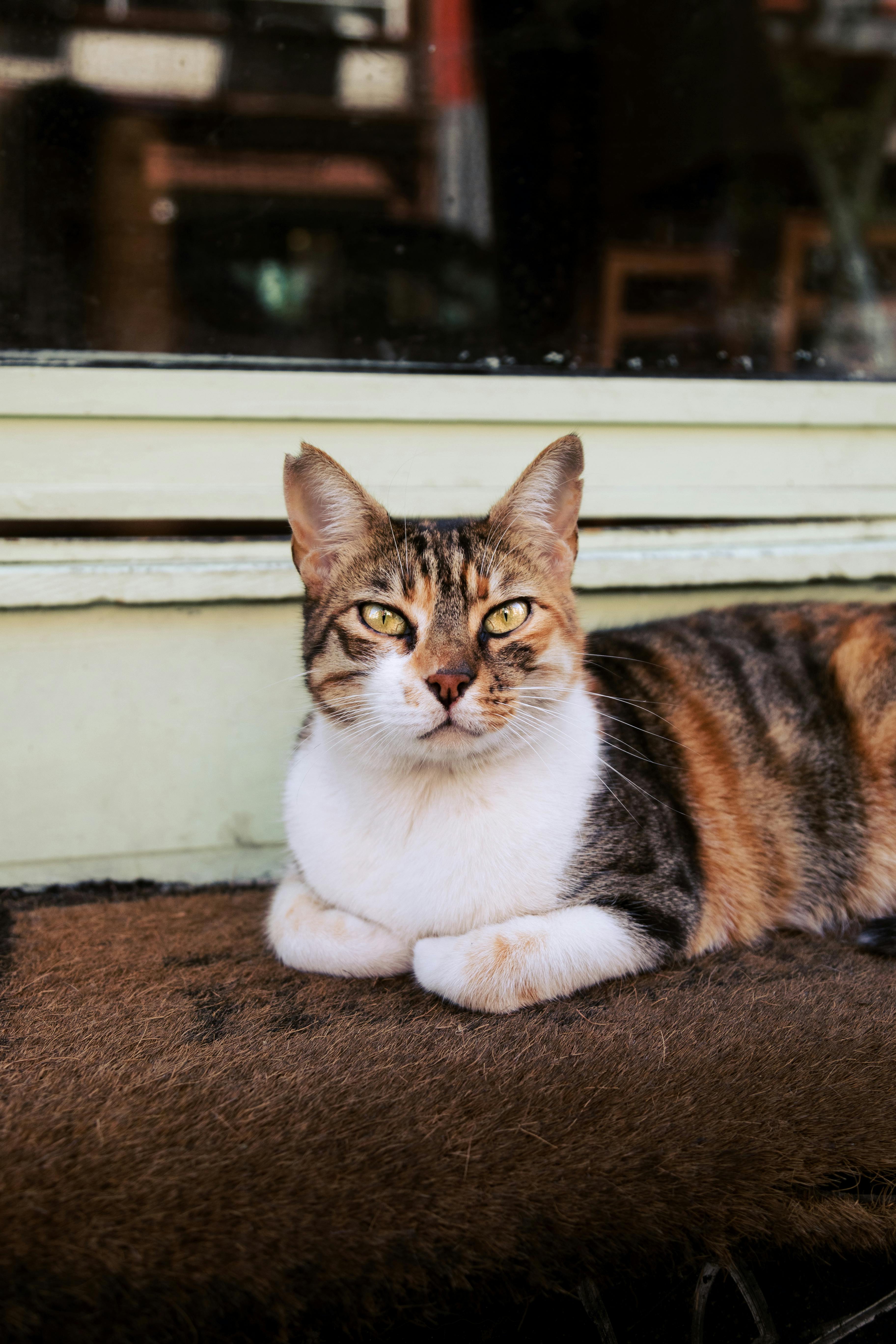 Cat Pic Photos, Download The BEST Free Cat Pic Stock Photos & HD Images