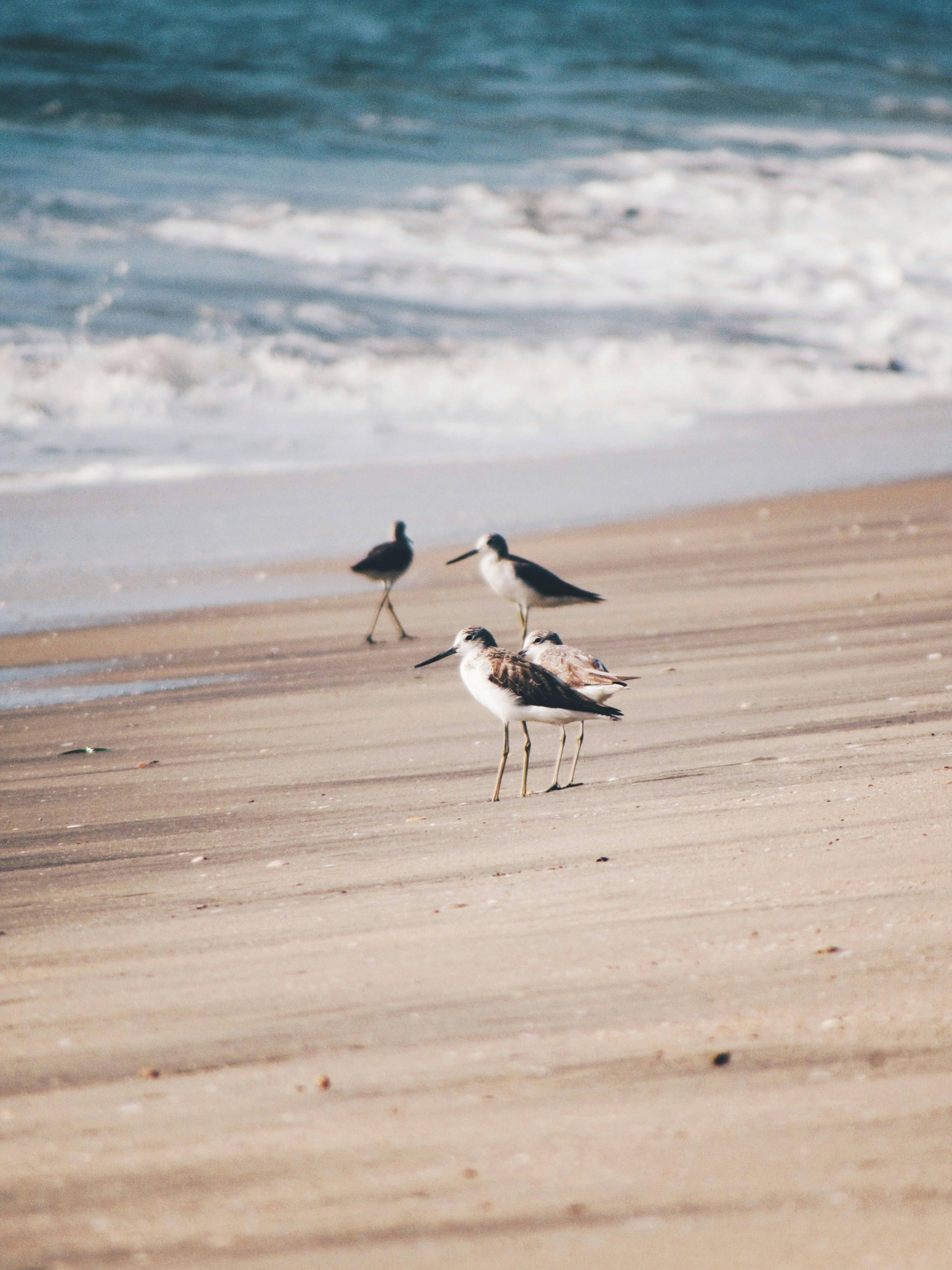 Eurasian oyster catchers · Free Stock Photo