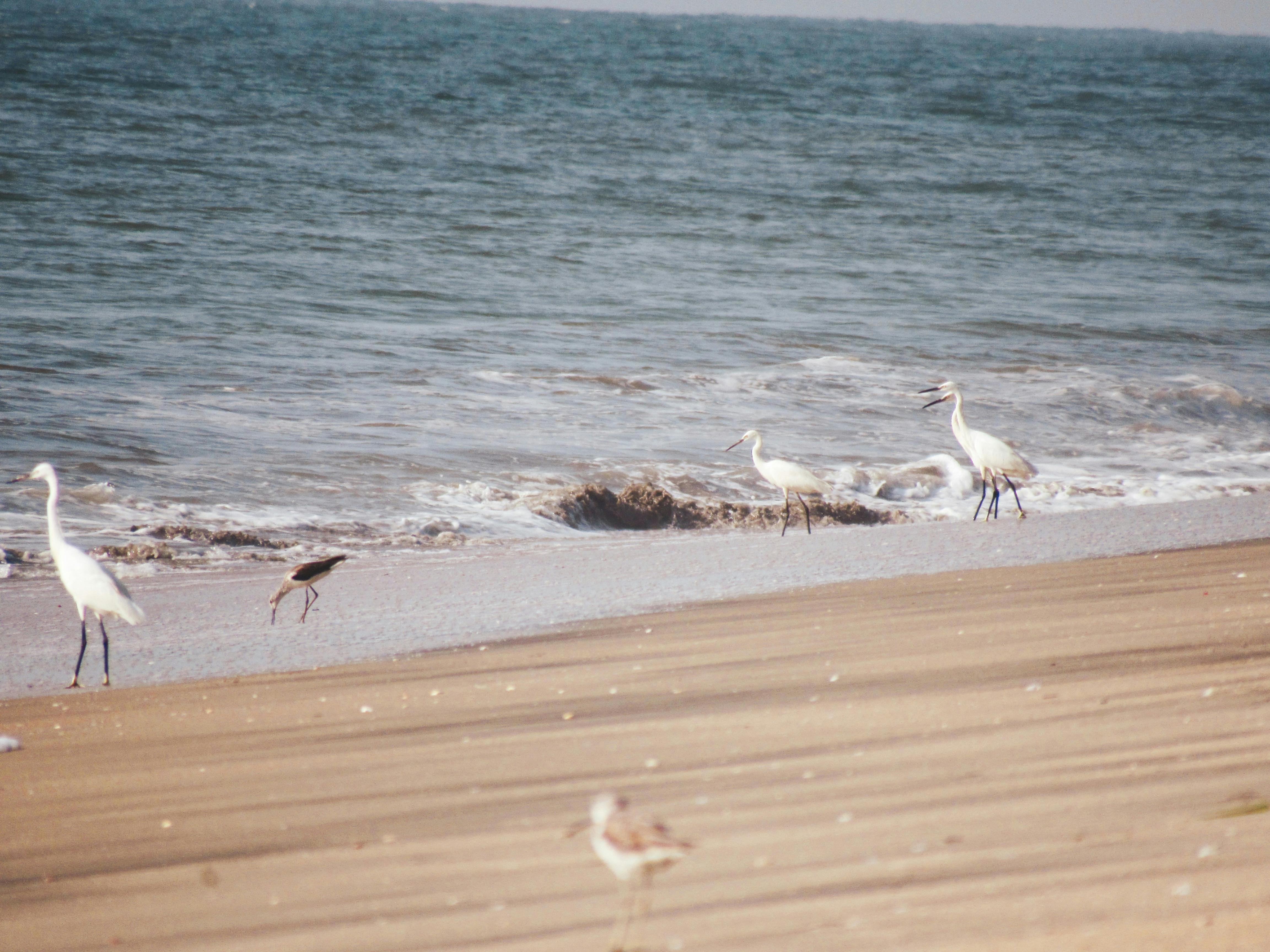 Eurasian Oyster Catchers on Beach · Free Stock Photo