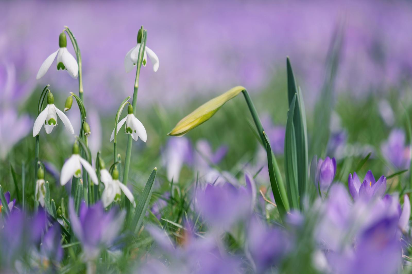 Snowdrops Photos, Download The BEST Free Snowdrops Stock Photos & HD Images