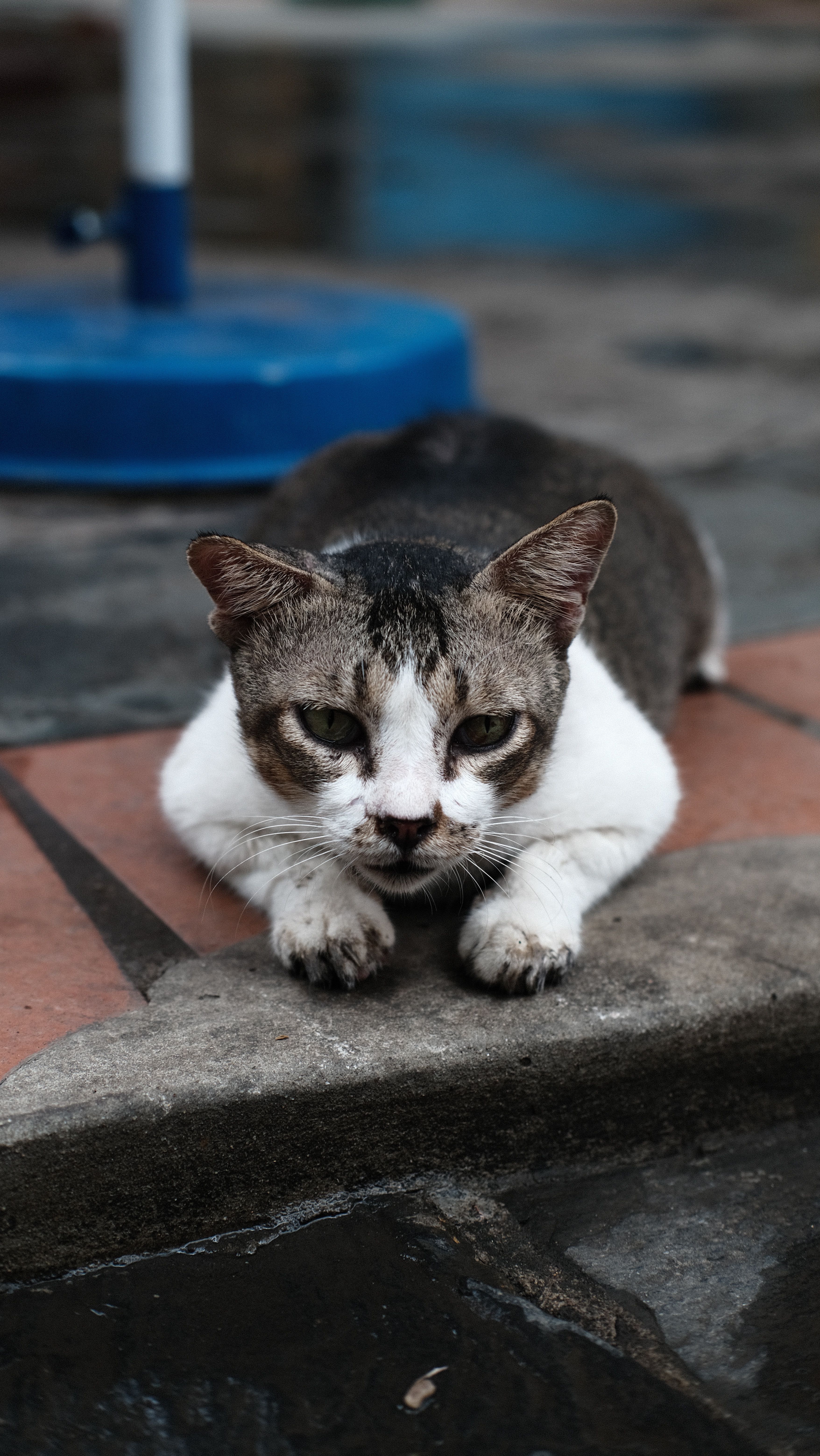 Cute Cat with Dirty Paws · Free Stock Photo