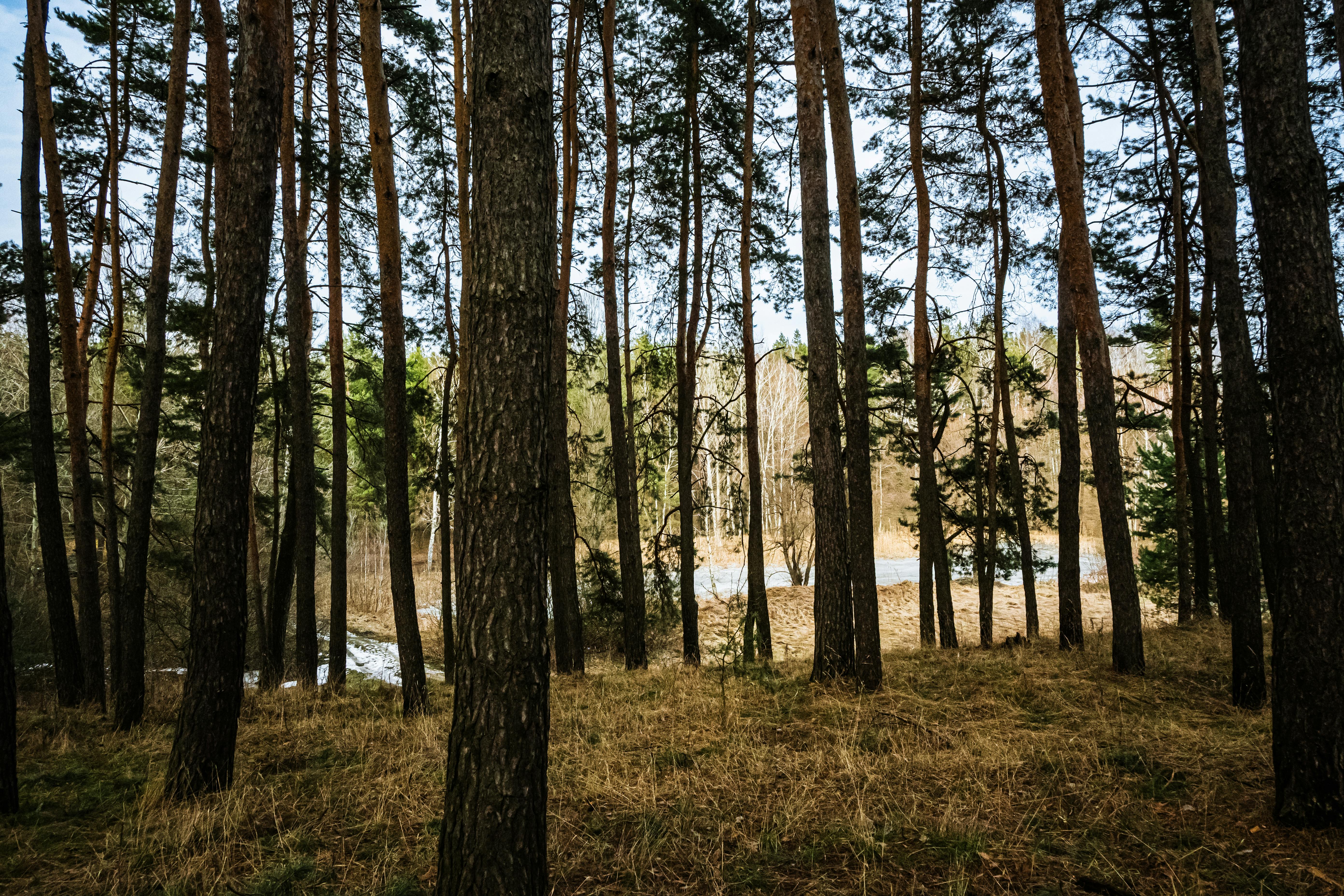 Trees in Evergreen Forest · Free Stock Photo